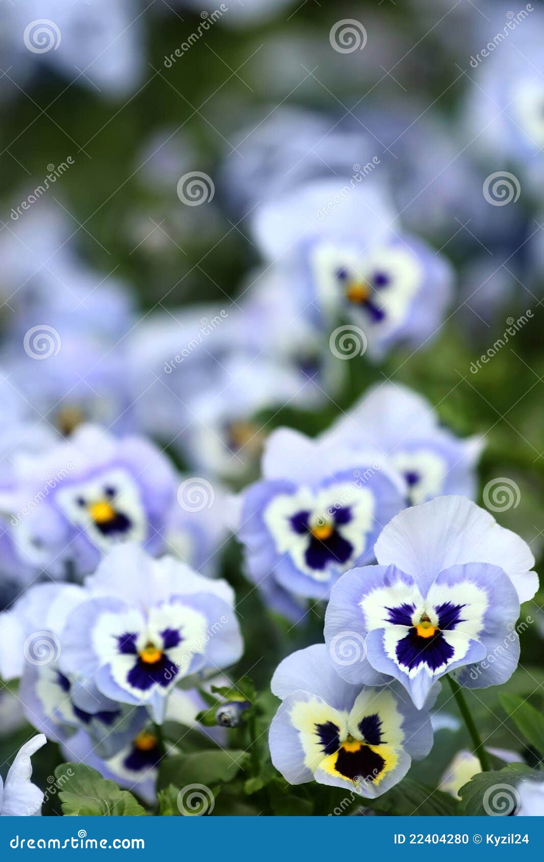 Blue pansy flowers stock photo. Image of colors, nature - 22404280