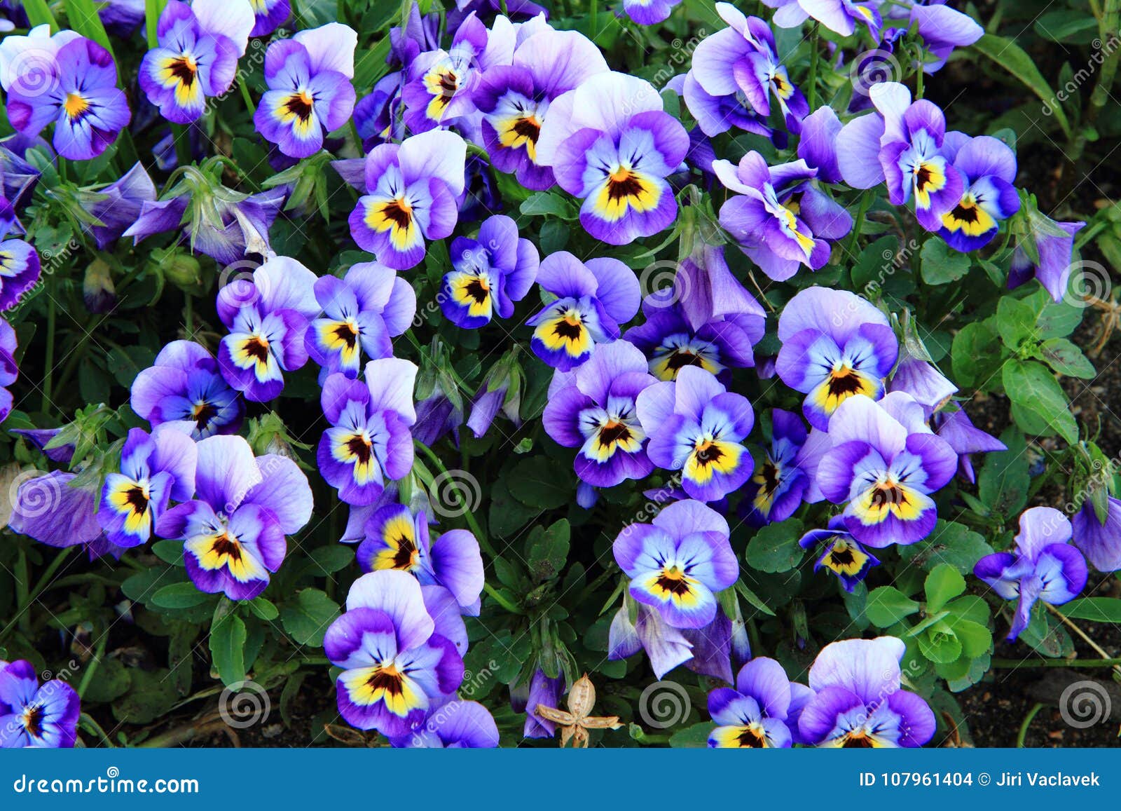 Blue Pansy Flowers Background Stock Photo - Image of summer, beauty ...