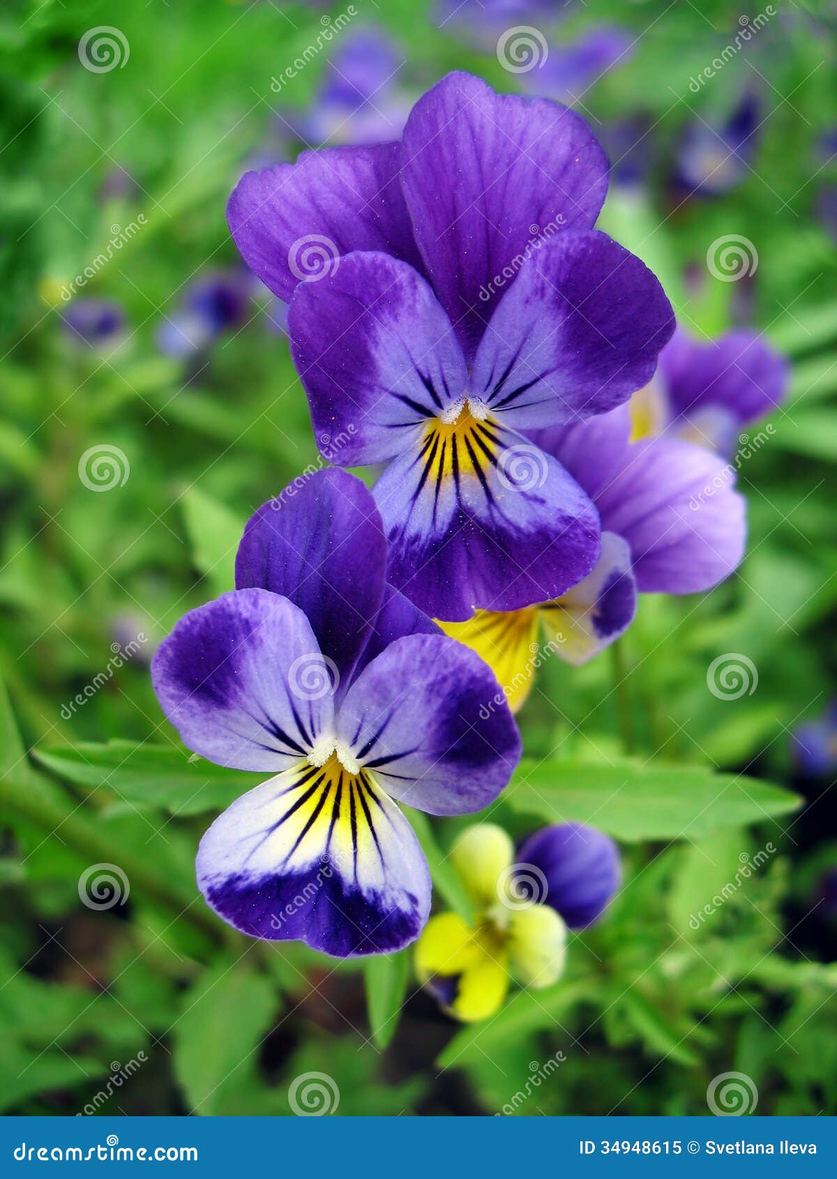 Blue Pansy Flowers Close Up Stock Image - Image of plants, green: 34948615