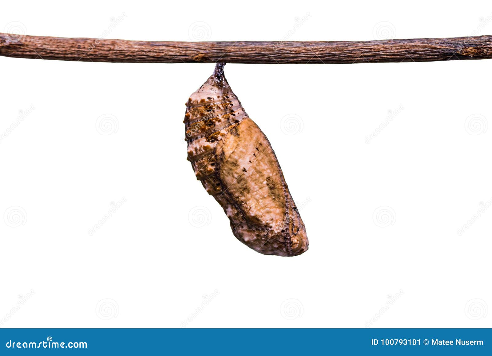 Blue Pansy Junonia Orithya Pupa Stock Image - Image of blue, path ...