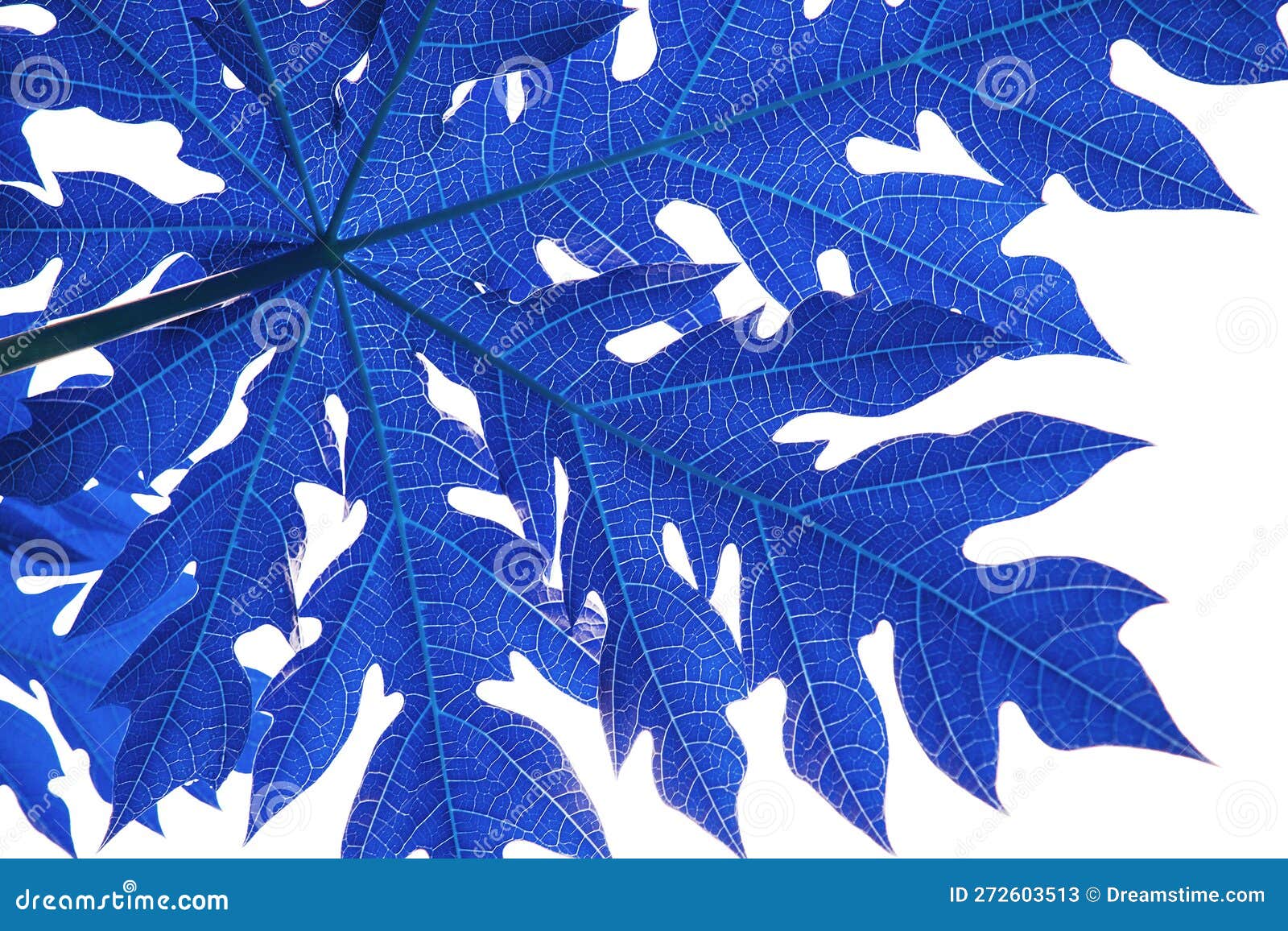 Blue papaya leaf stock image. Image of fresh, colorful - 272603513