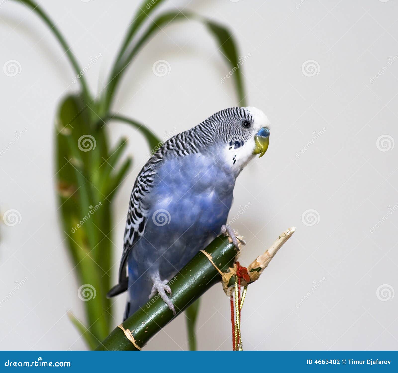 Blue parakeet stock photo. Image of perch, blue, pets - 4663402