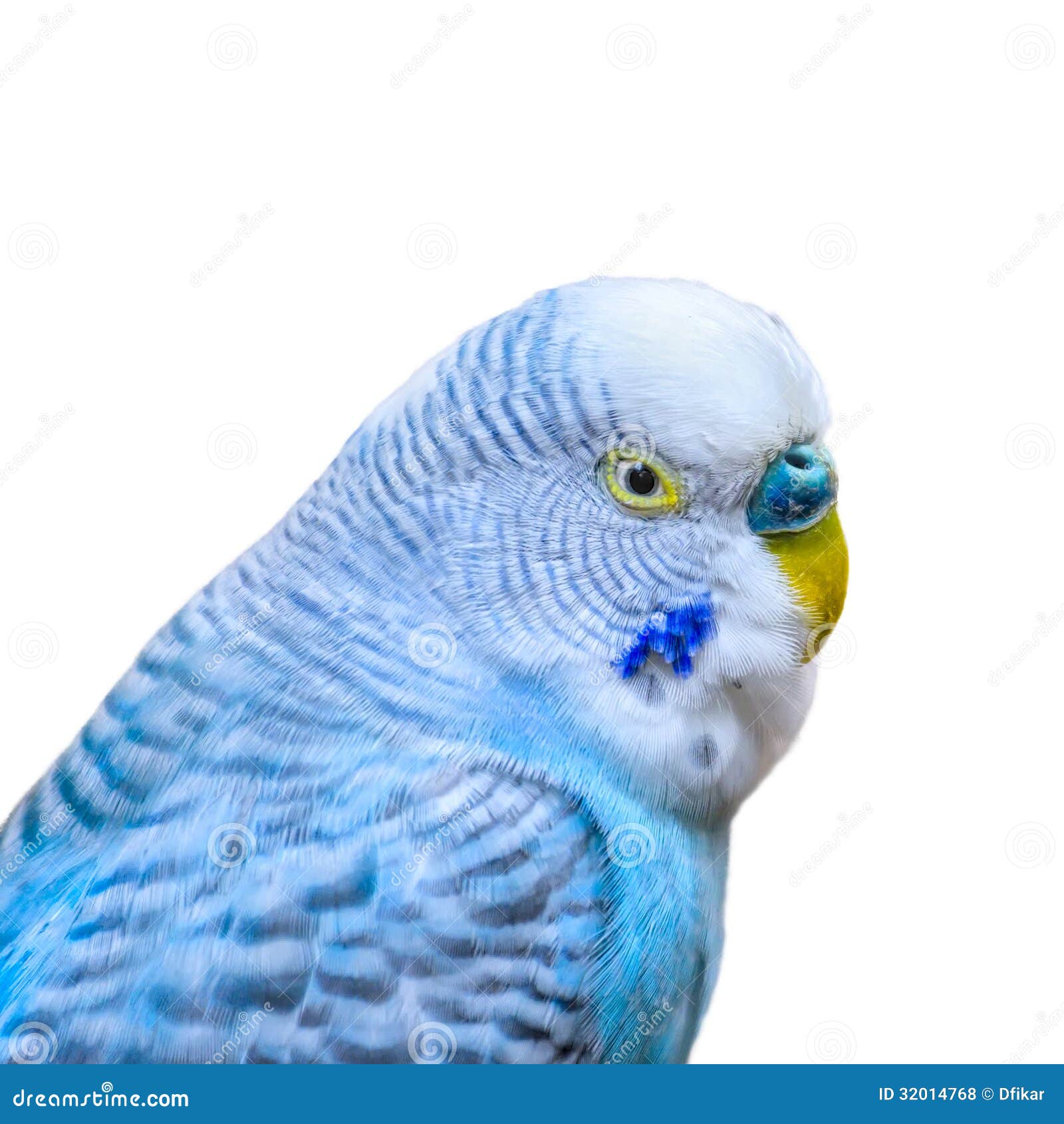 Blue Parakeet stock photo. Image of places, parrot, beauty - 32014768