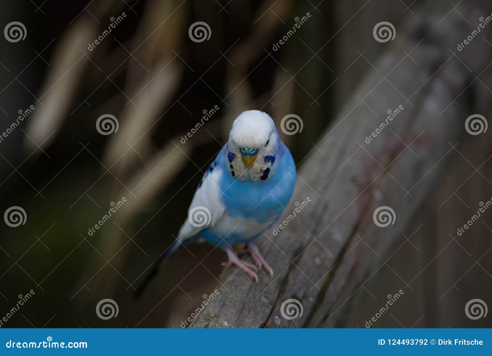 Blue Parakeet is Sitting on a Perch in Summer Stock Photo - Image of ...