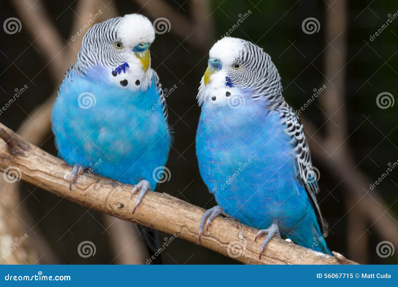 Blue Parakeets stock image. Image of small, funny, tame - 56067715