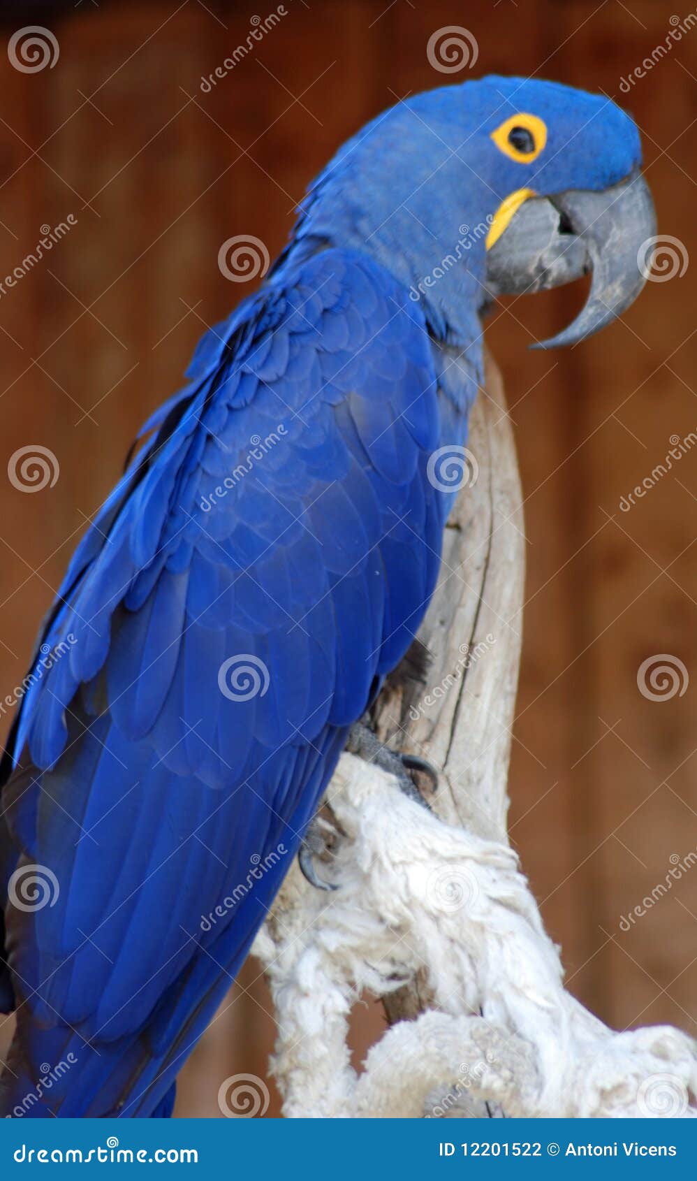 Big Blue Parrot Hyacinth Macaw, Anodorhynchus Hyacinthinus, In Tree ...