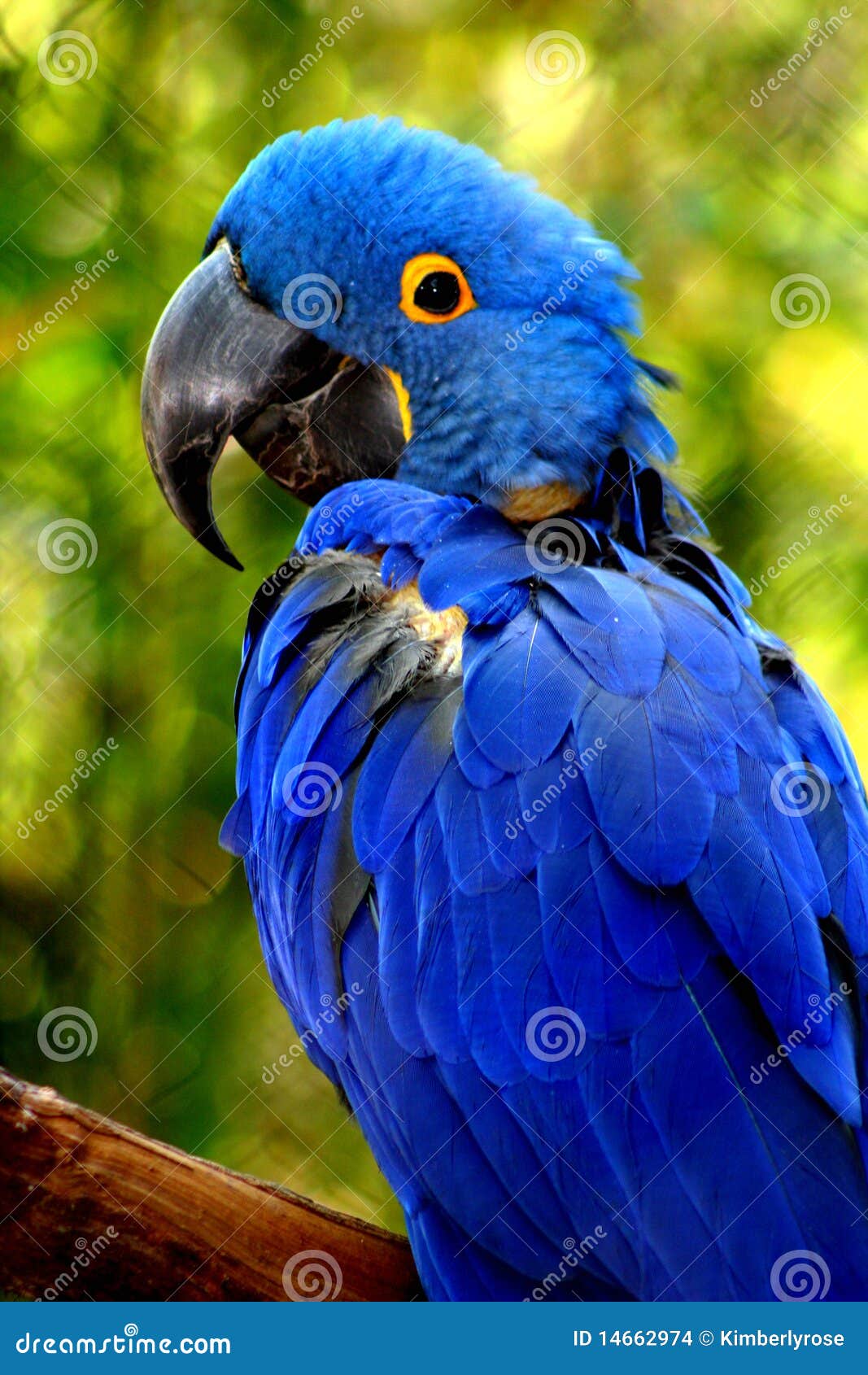 Blue Parrot stock photo. Image of parrot, branch, beak - 14662974
