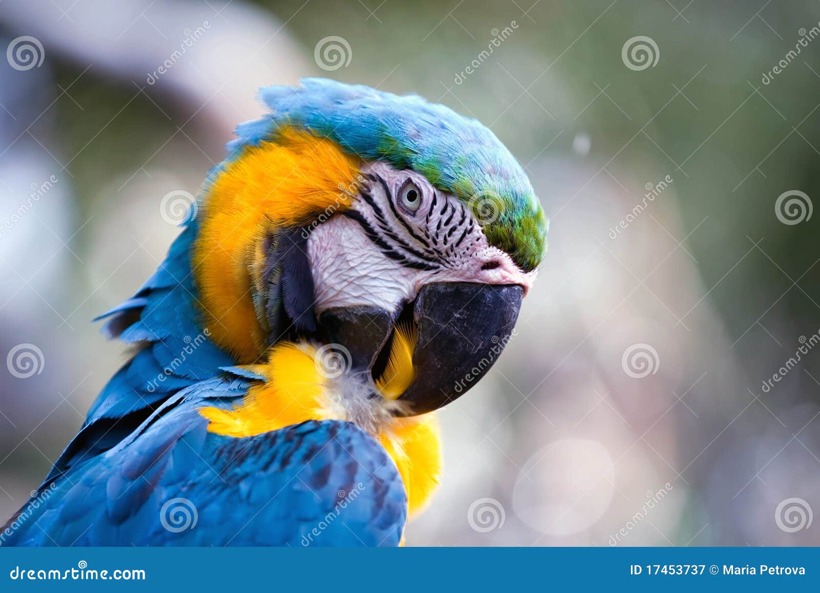 The Blue parrot stock image. Image of bright, colourful - 17453737