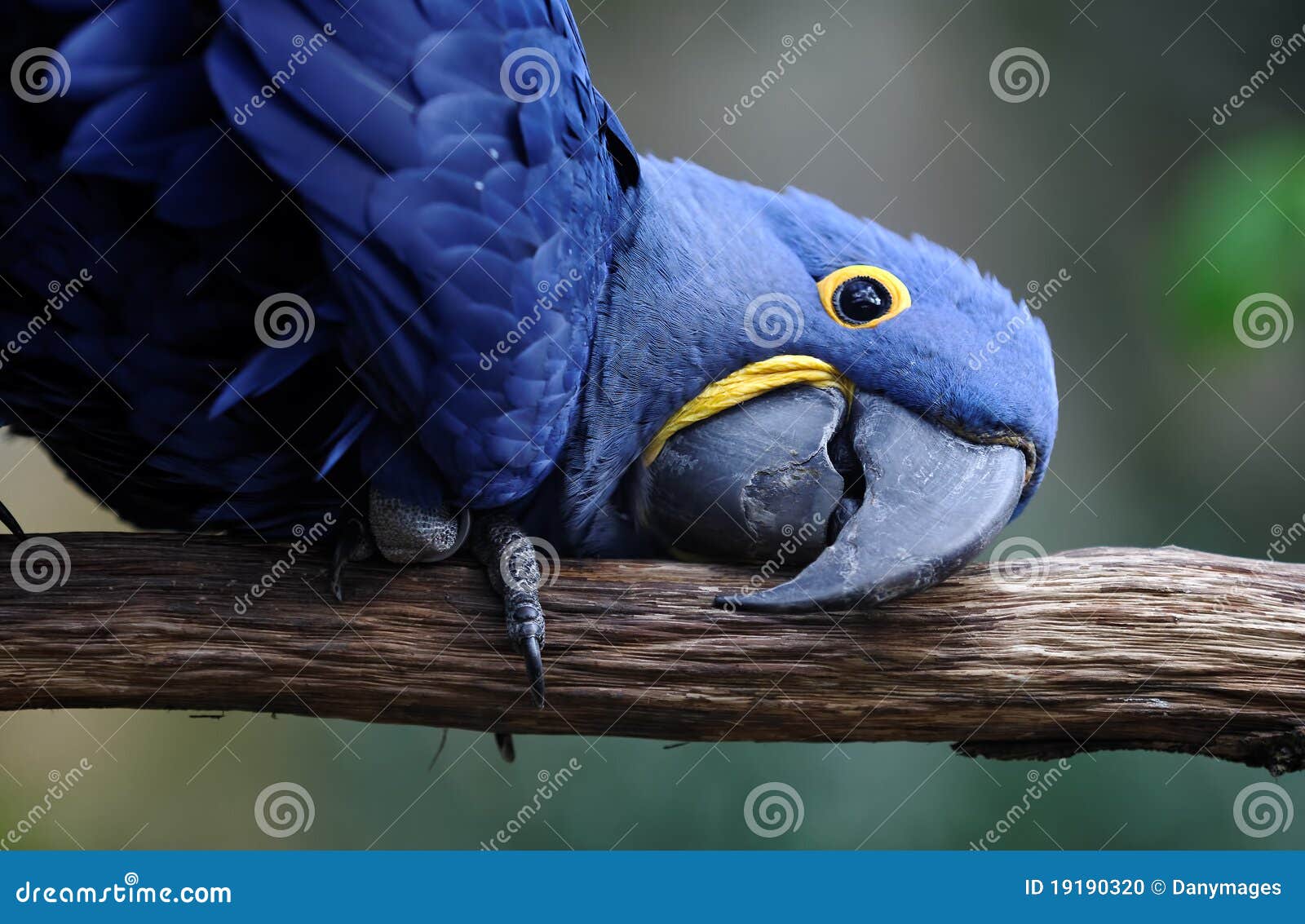 Big Blue Parrot Hyacinth Macaw, Anodorhynchus Hyacinthinus, In Tree ...