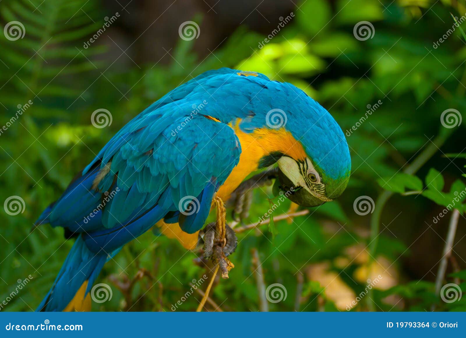 Blue parrot stock photo. Image of colour, color, animal - 19793364