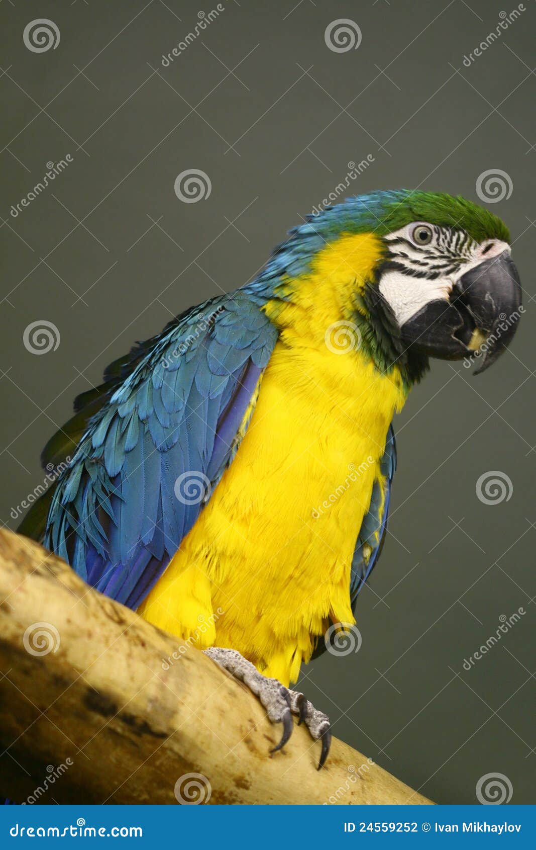 Blue Parrot stock photo. Image of nature, wings, parrot - 24559252