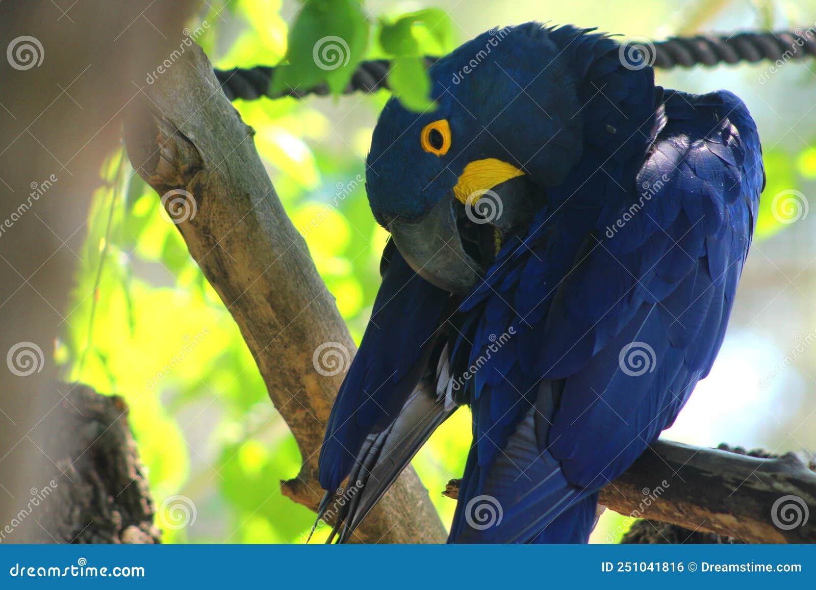 Blue Parrot Cartoon On Postage Stamp Of Switzerland Editorial Image ...