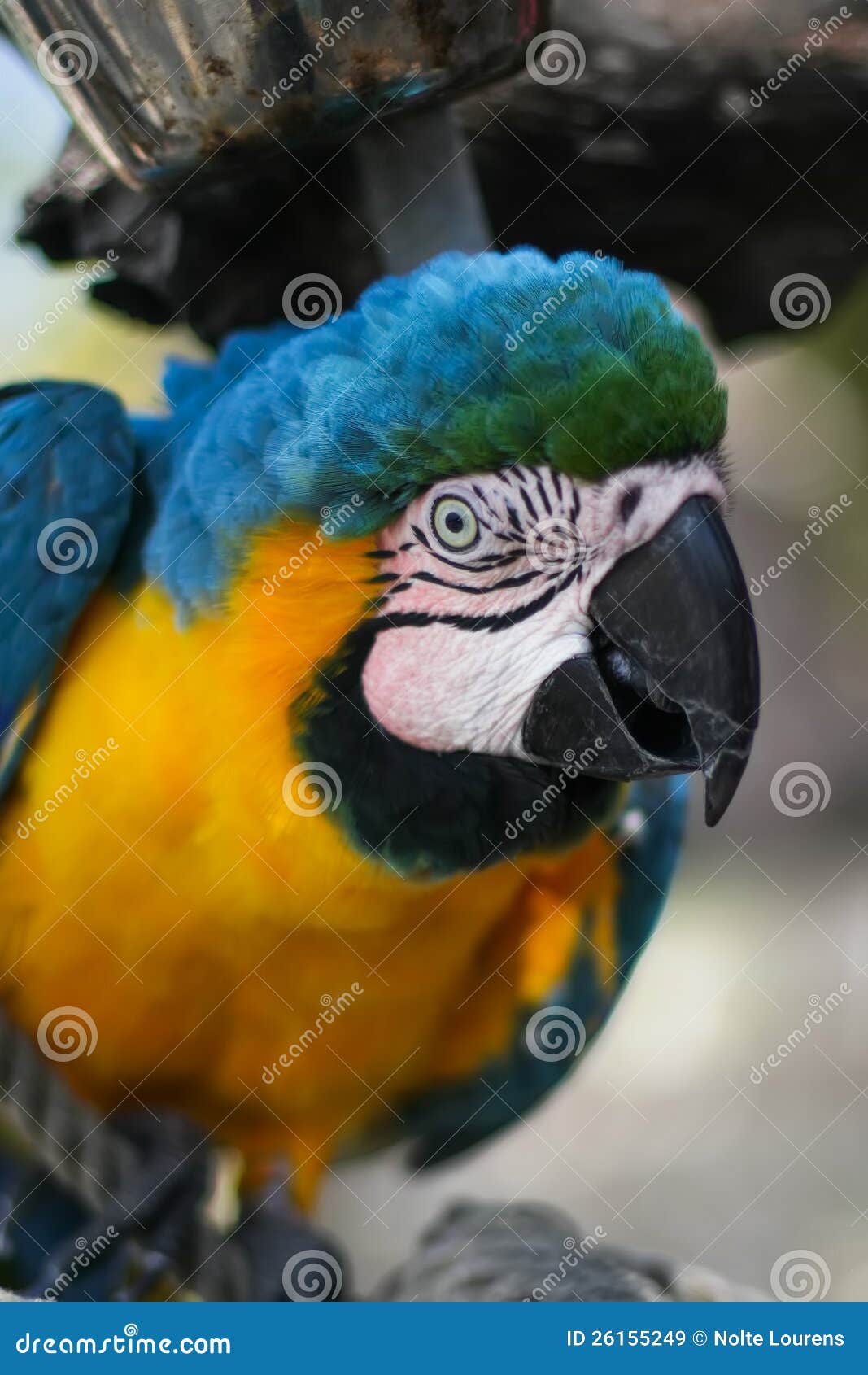 Blue parrot stock image. Image of cute, colour, fluffy - 26155249