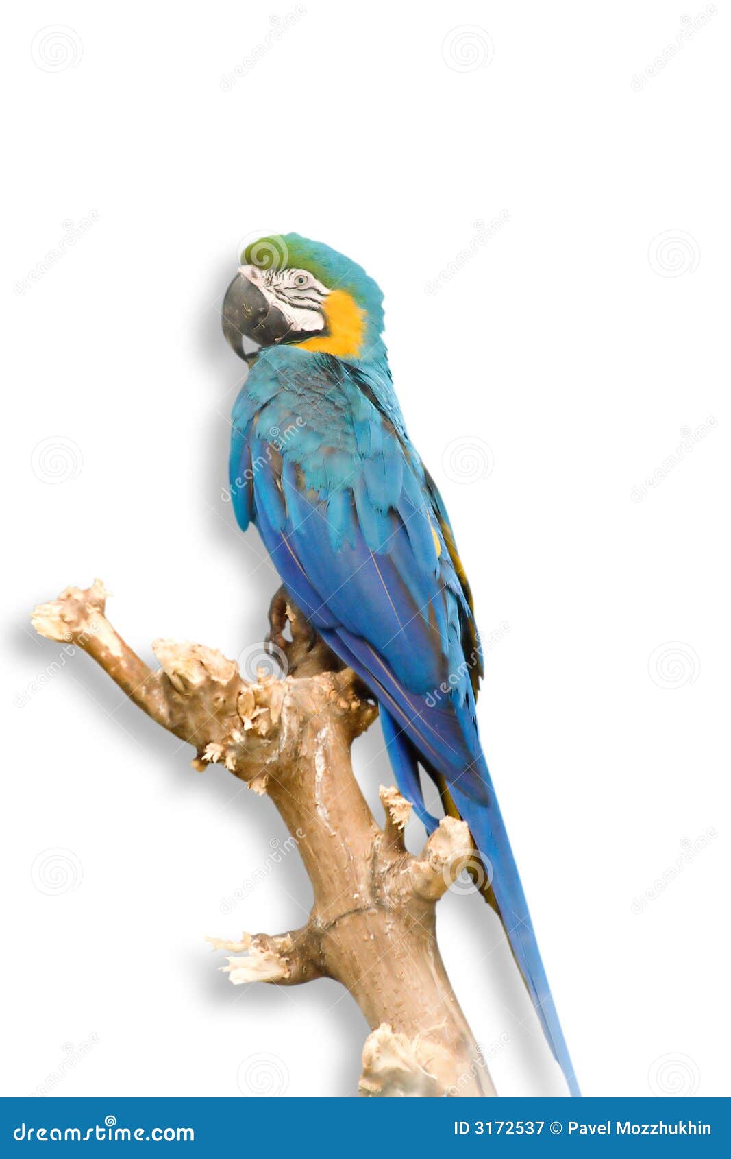 Blue parrot stock image. Image of parrot, dried, blue - 3172537