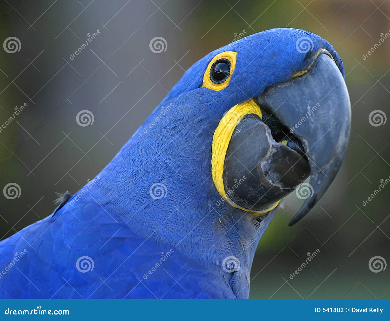 Blue Parrot stock photo. Image of bill, speak, bird, feathers - 541882