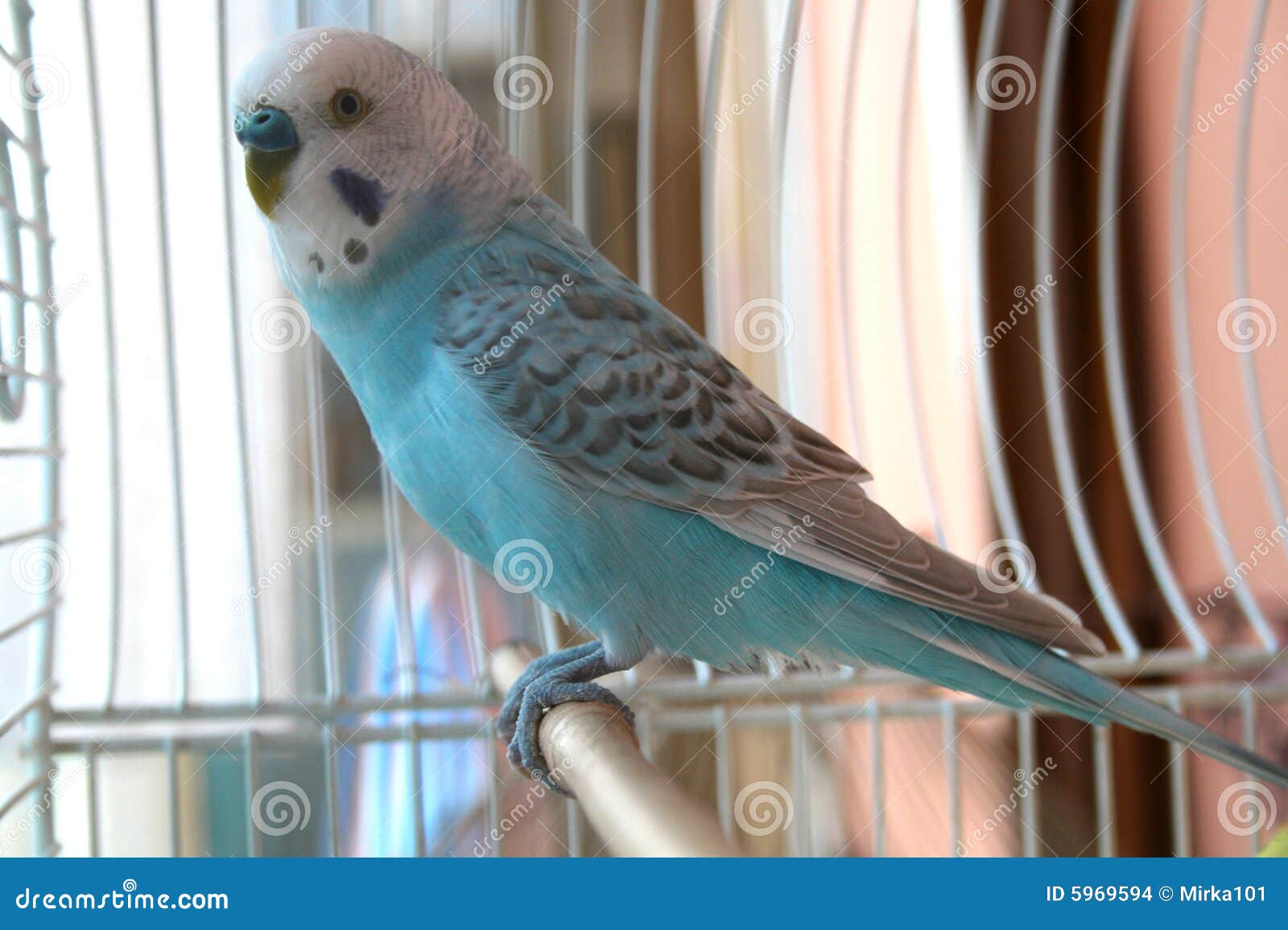 Blue parrot stock photo. Image of birds, bird, design - 5969594