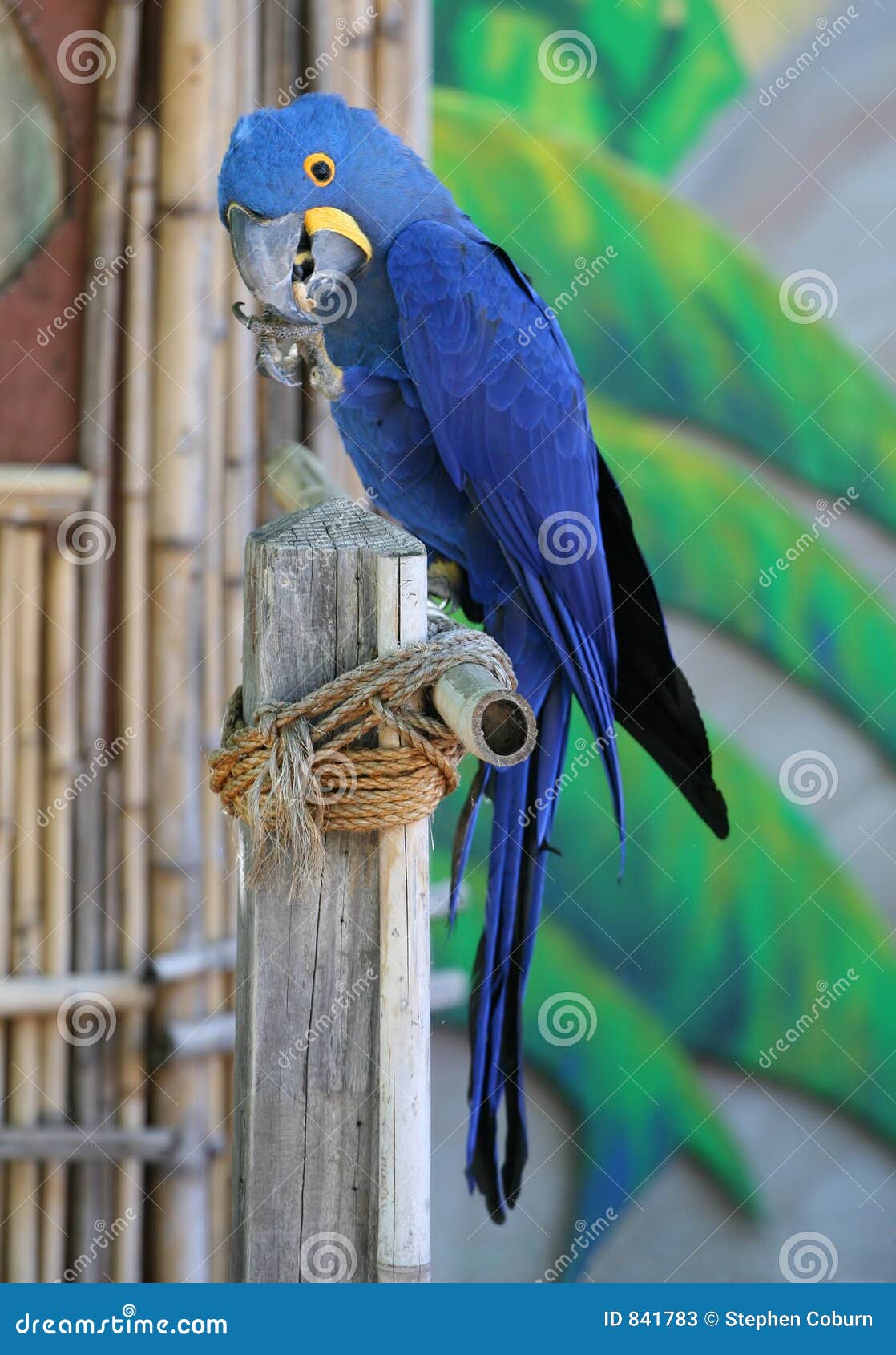 Big Blue Parrot Hyacinth Macaw, Anodorhynchus Hyacinthinus, In Tree ...