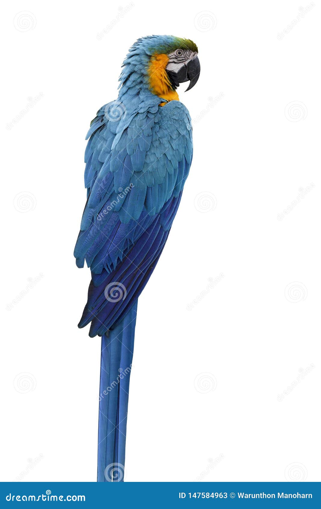 Blue and Yellow Macaw Bird Isolated on White Background Stock Image ...
