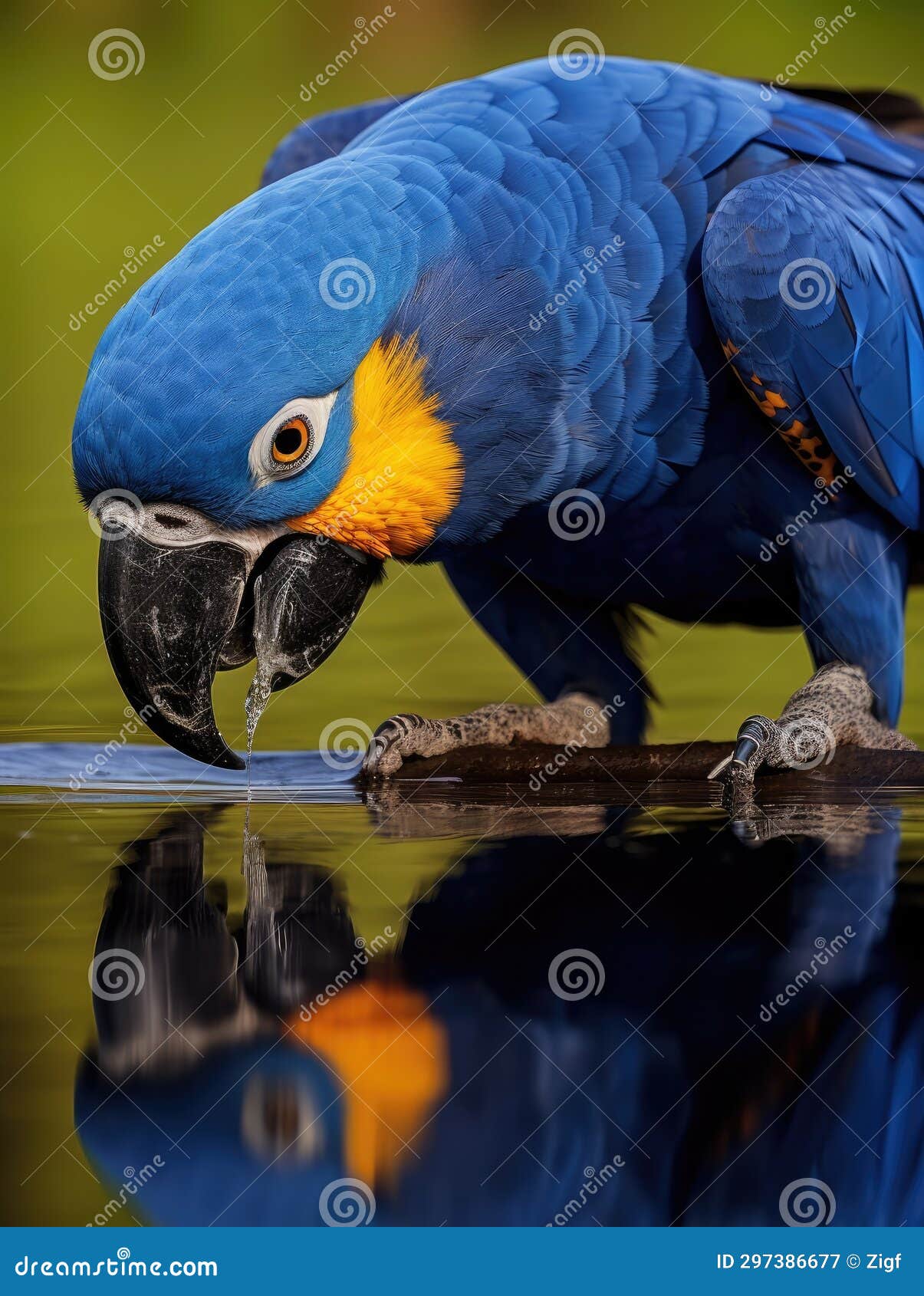 Blue Parrot Drinking Water from a Pond Stock Illustration ...