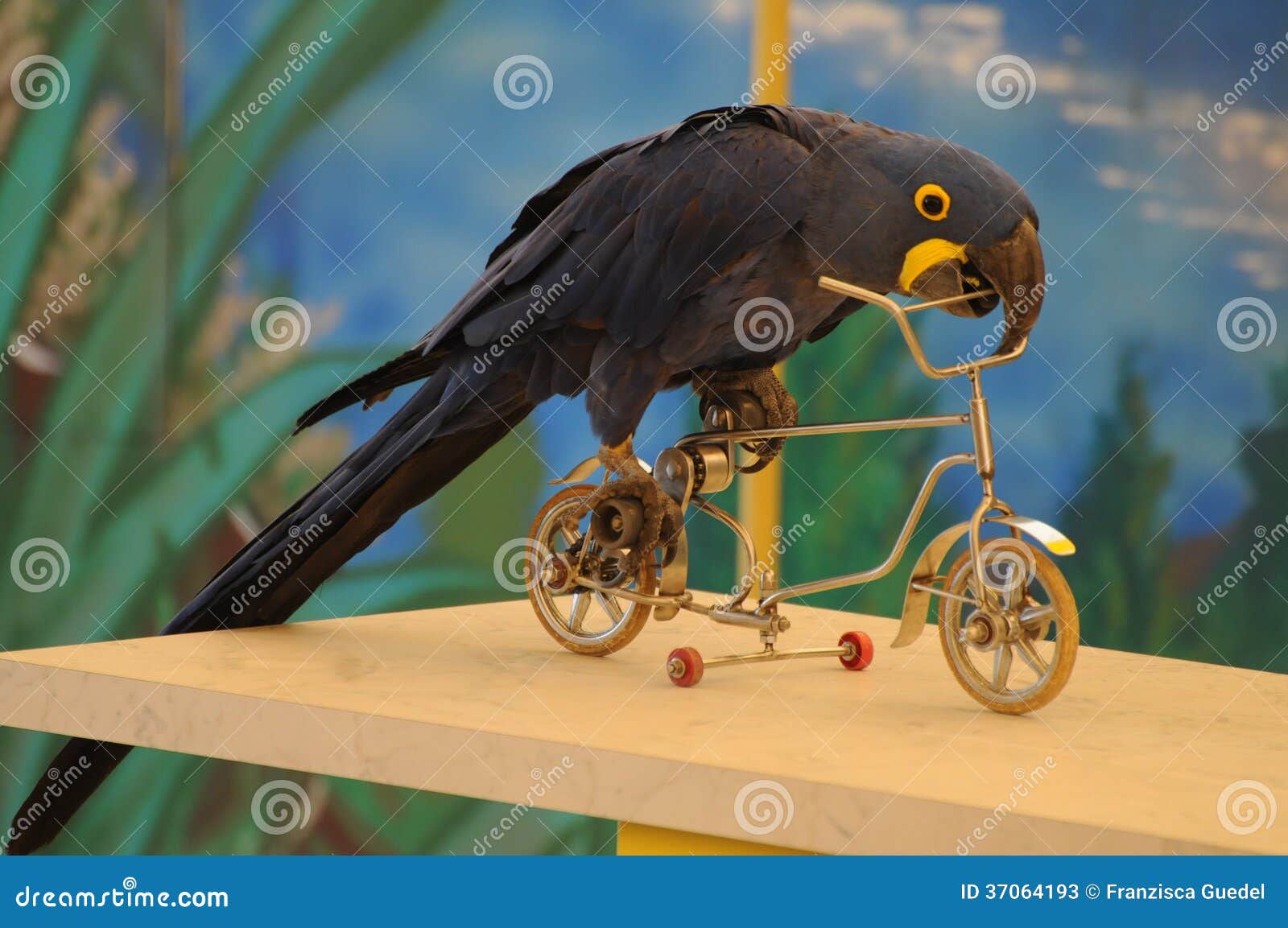 Blue Parrot Driving a Bicycle Stock Image - Image of clever, vehicule ...