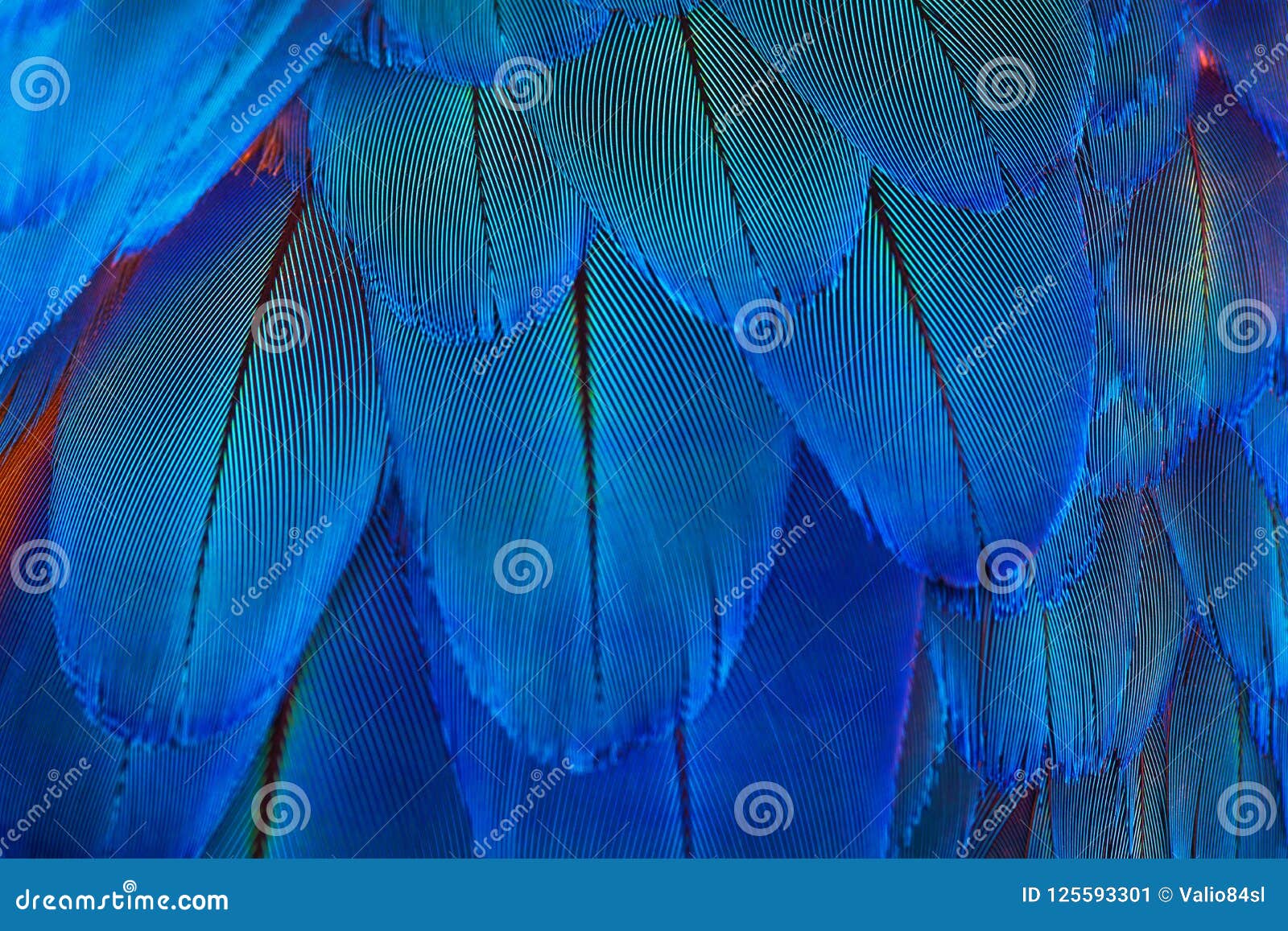 Blue Parrot Feathers Pattern As Textured Background Stock Image - Image ...