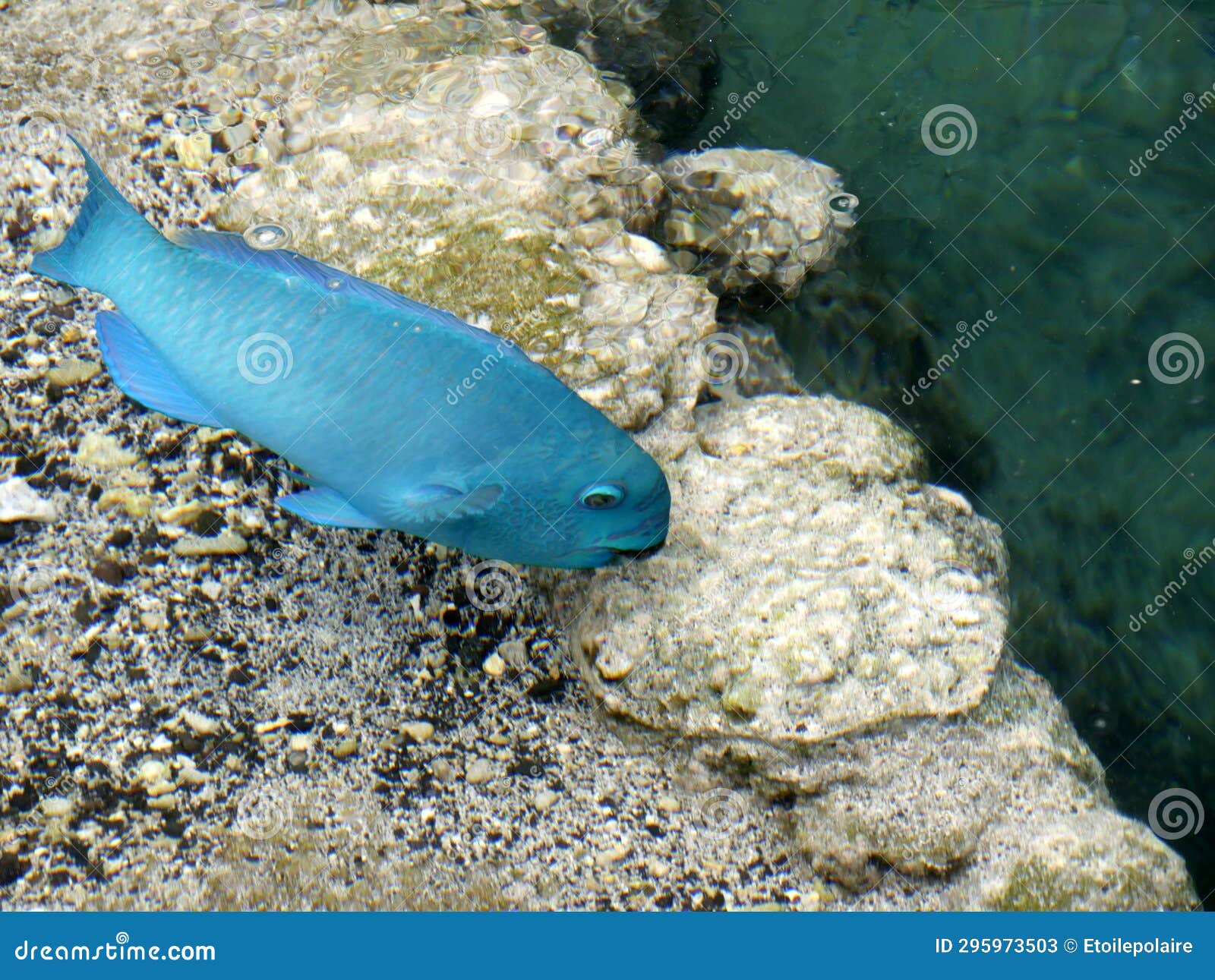 A Bright Blue Parrot Fish, Eating on Rock Stock Image - Image of ocean ...