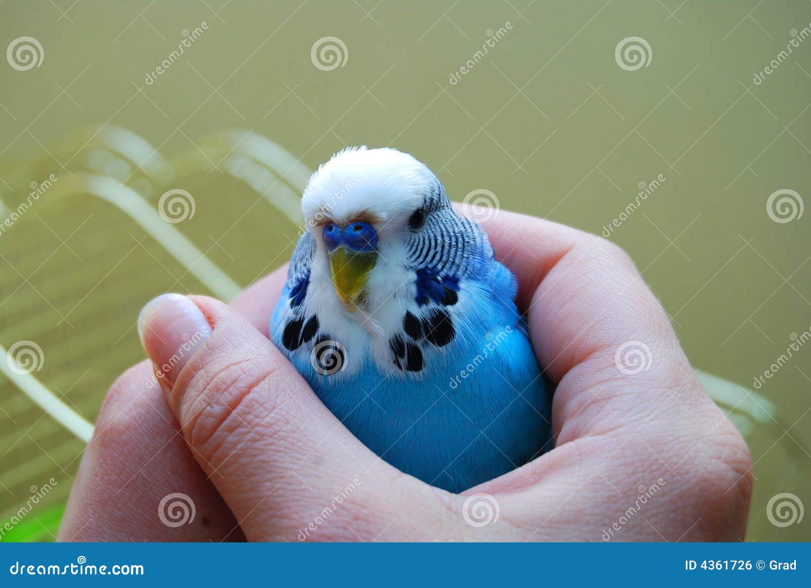 Blue parrot in hand stock photo. Image of held, plumage - 4361726