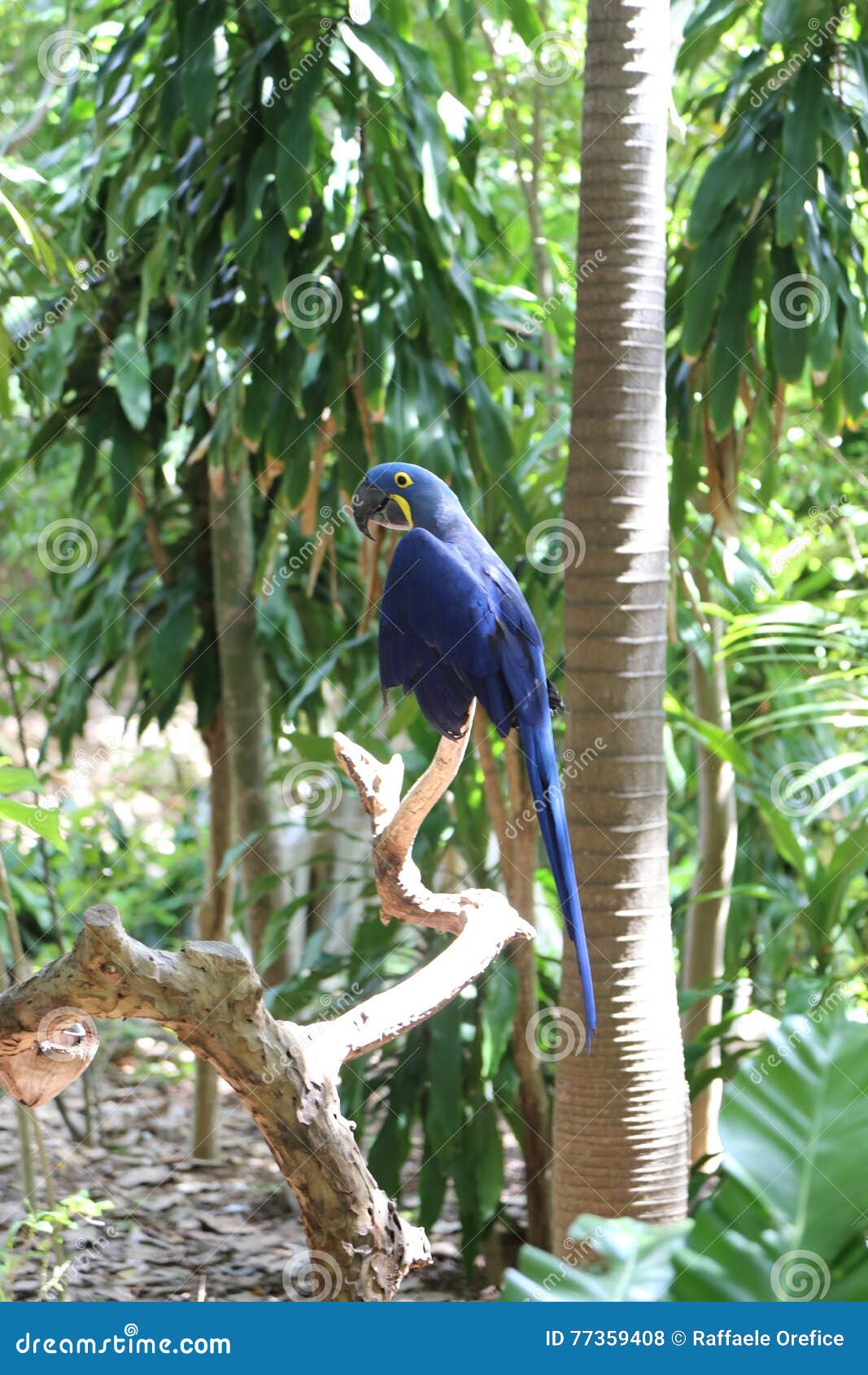 Big Blue Parrot Hyacinth Macaw, Anodorhynchus Hyacinthinus, In Tree ...