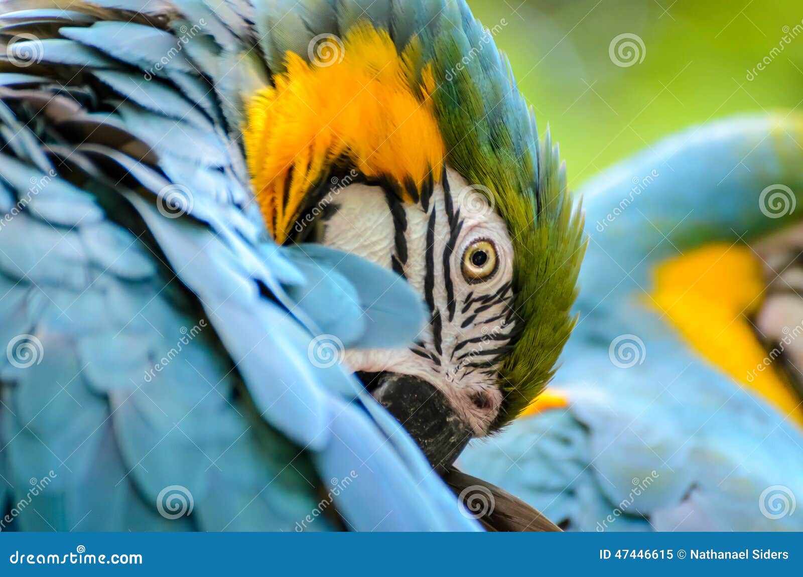 Blue Parrot Portrait stock image. Image of view, parrot - 47446615