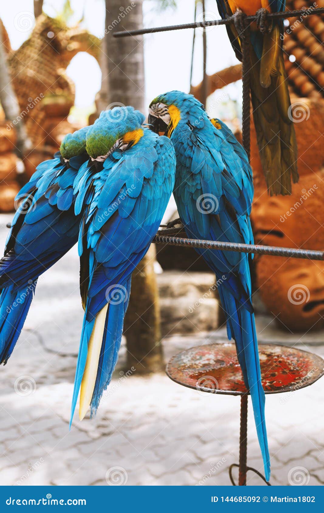 Blue parrots stock photo. Image of gold, colorful, bird - 144685092