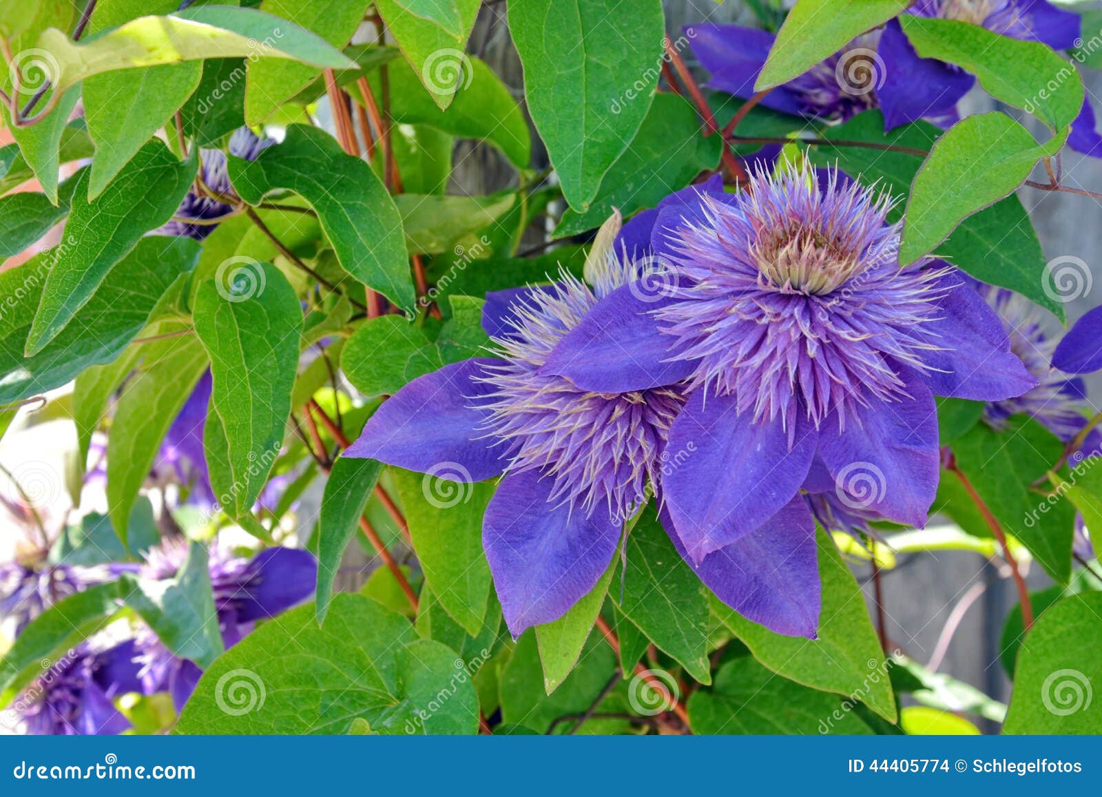 Blue Passion Flower Passiflora Caerulea On A White Background Stock ...