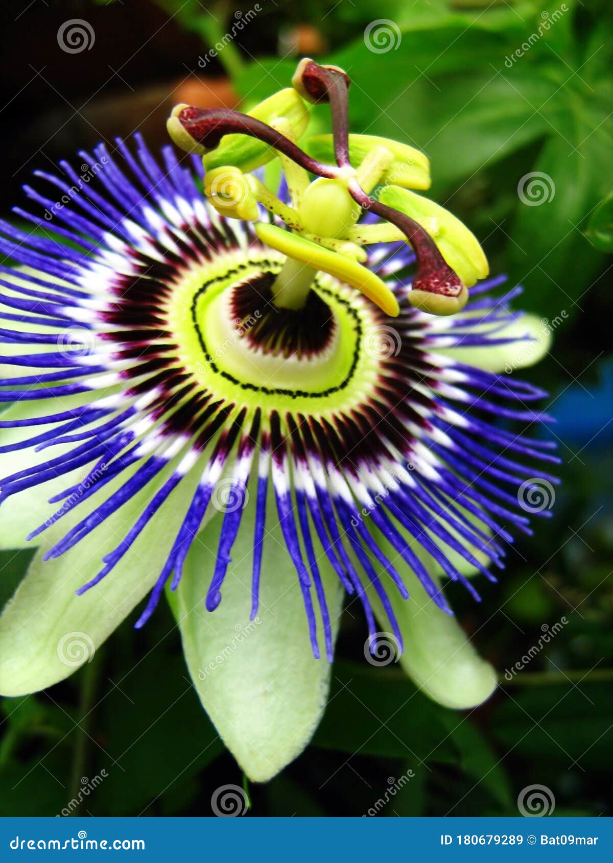 Blue Passionflower Closeup Passiflora Caerulea Stock Image - Image of ...