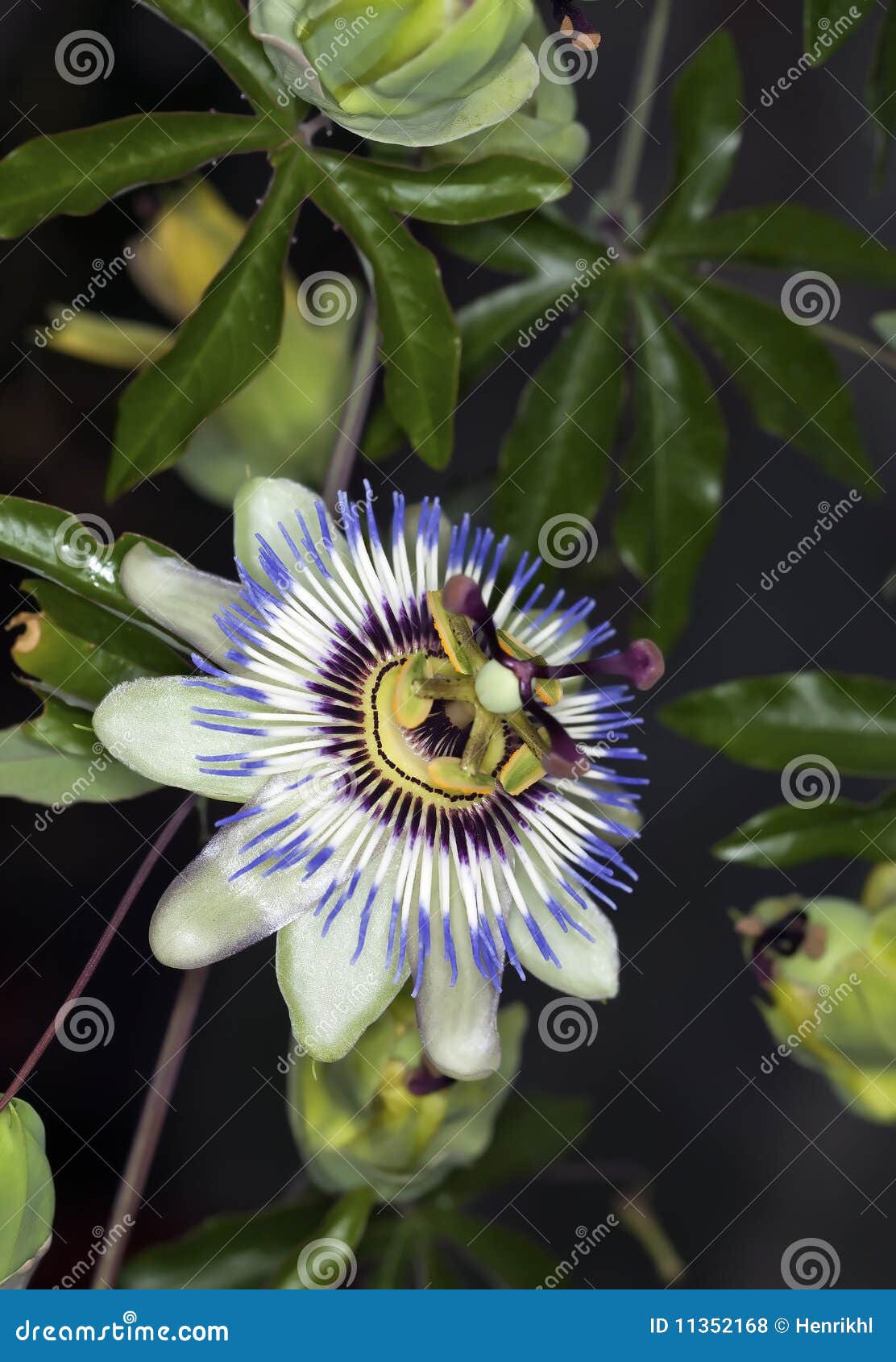 Blue Passionflower (passiflora Caerulea) Stock Photo - Image of climber ...