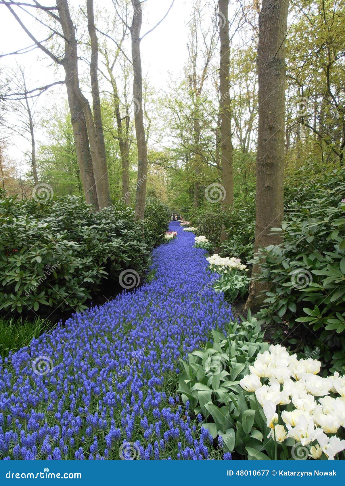 Blue path stock image. Image of botanic, flowers, tulips - 48010677
