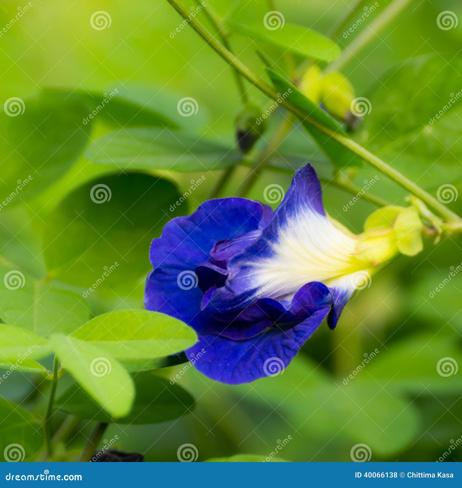 Blue pea stock photo. Image of purple, bloom, park, butterfly - 40066138