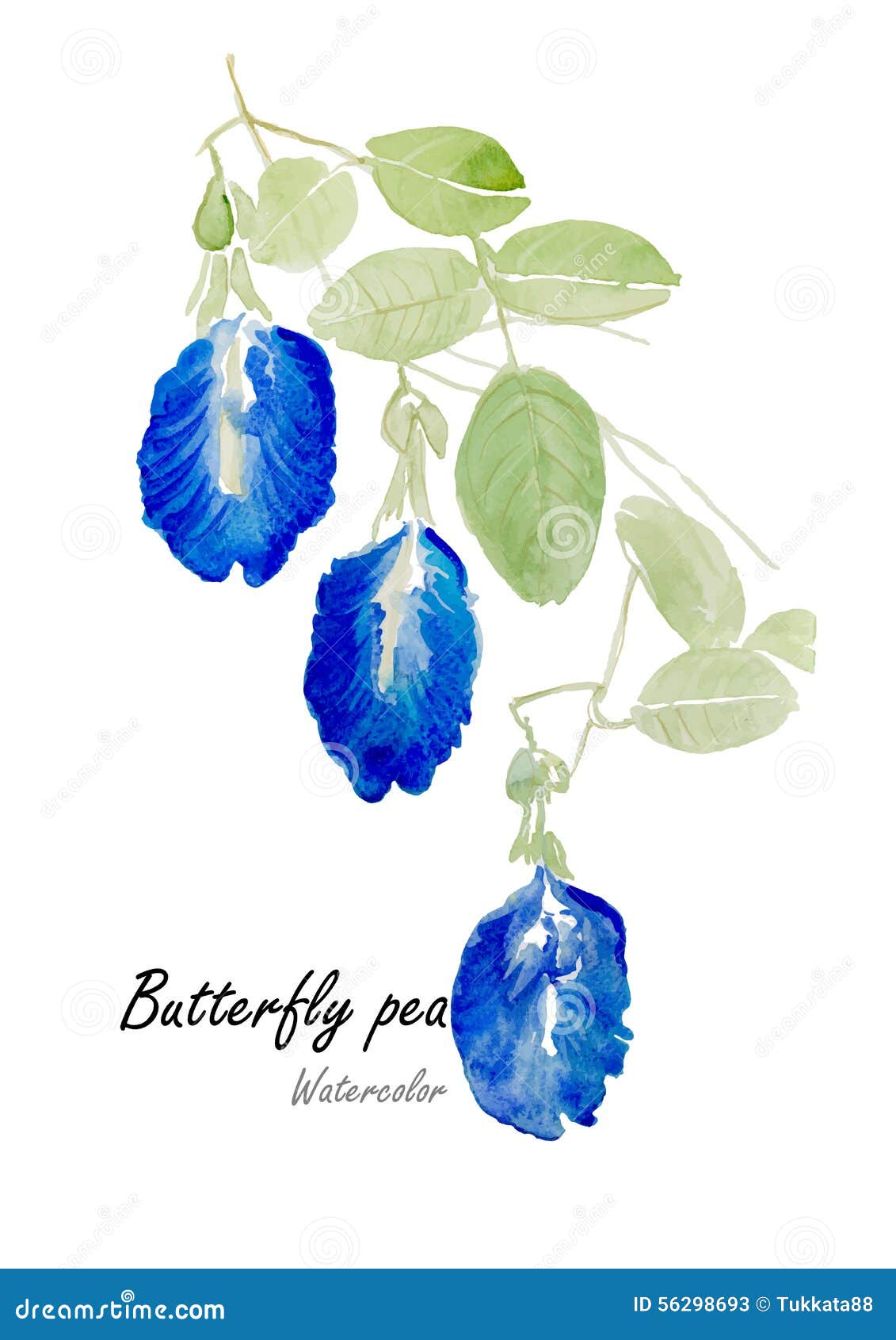 Blue Pea or Butterfly Pea .Hand Drawn Watercolor Painting on White ... Blue Pea or Butterfly Pea .Hand Drawn Watercolor Painting on White ...