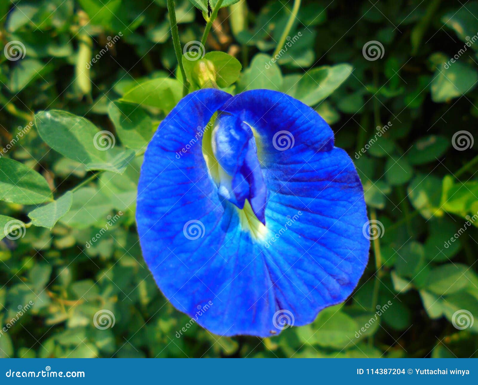 Blue pea flower stock photo. Image of flower, blue, nature - 114387204