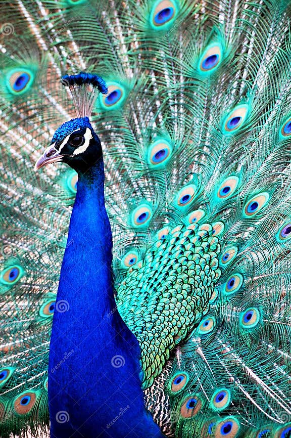 Blue peacock stock image. Image of feather, peacock, feathers - 12092101