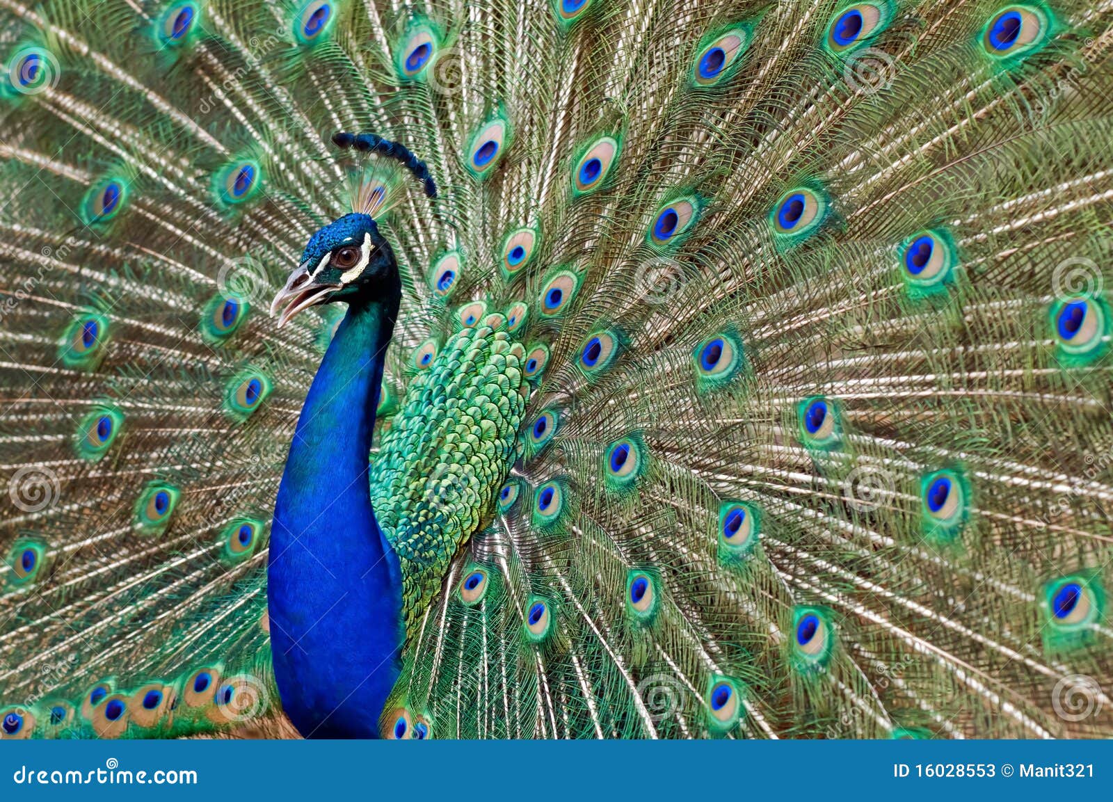 Blue peacock. stock image. Image of bird, colorful, tail - 16028553