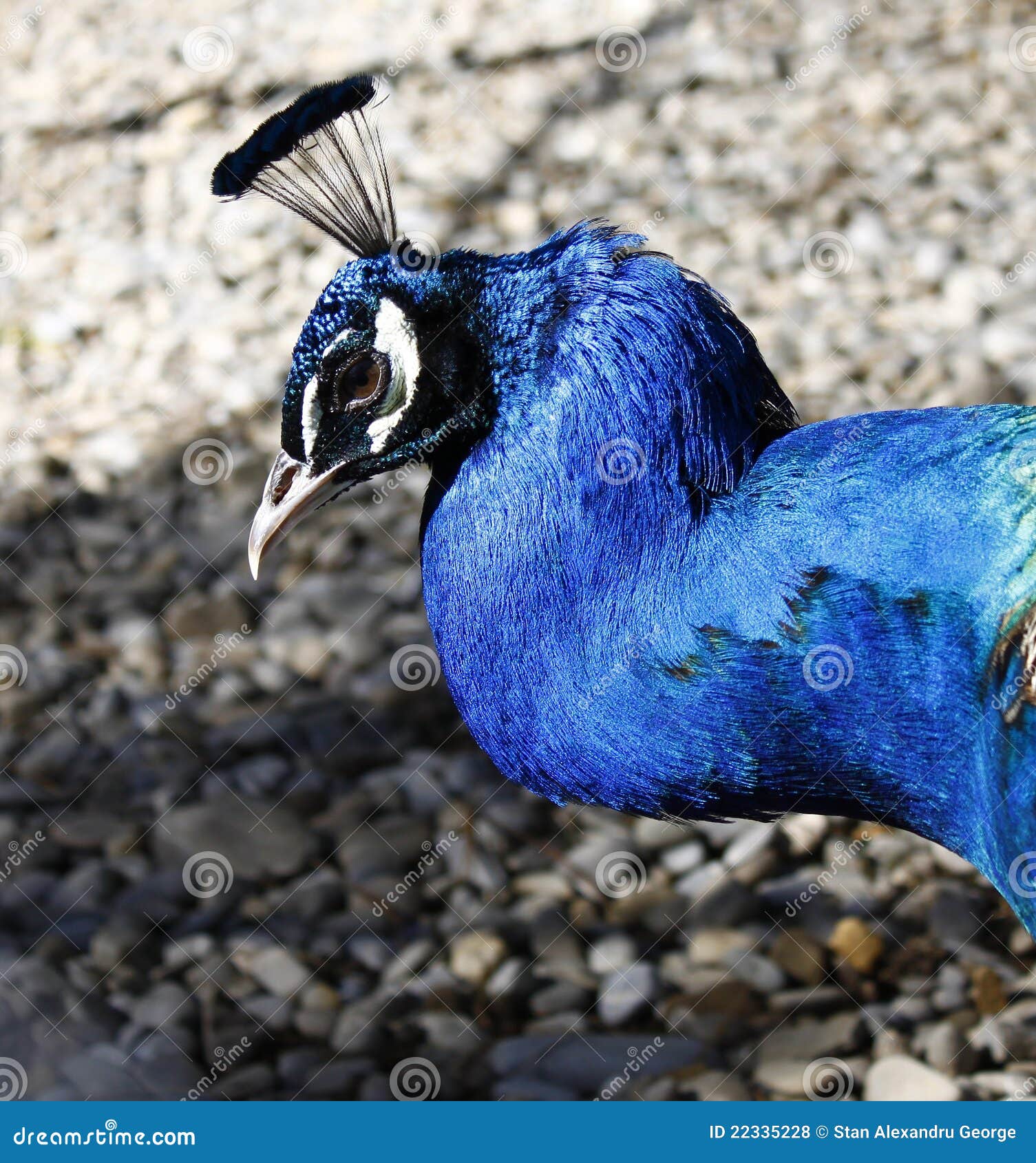 Blue Peacock stock photo. Image of feathers, standing - 22335228