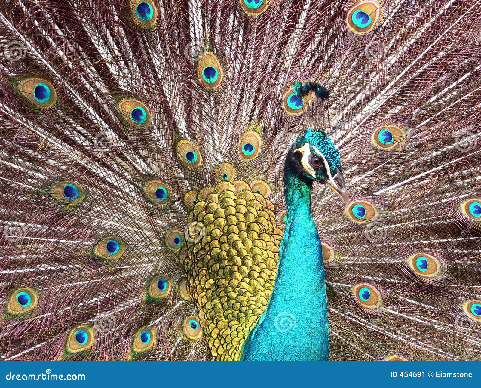 Blue Peacock Stock Image Image Of Fauna Blue Beautiful 454691