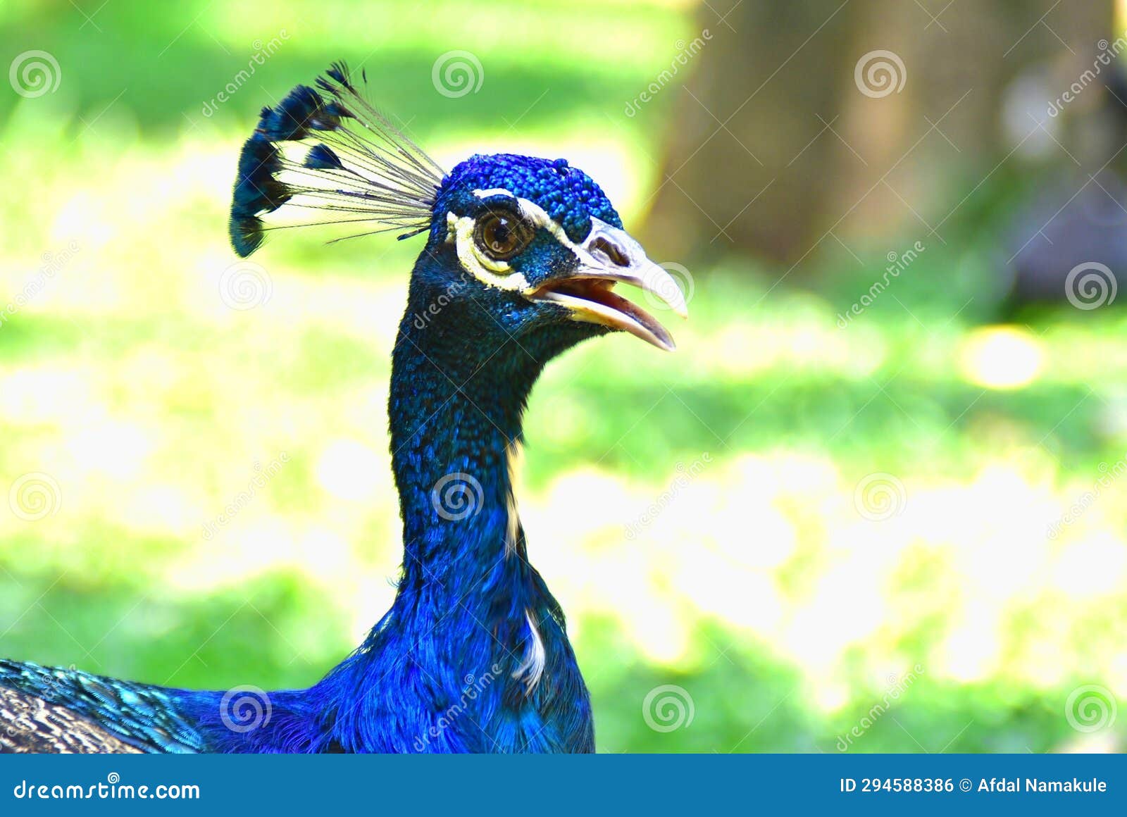 A blue peacock stock photo. Image of wing, falcon, peacock - 294588386