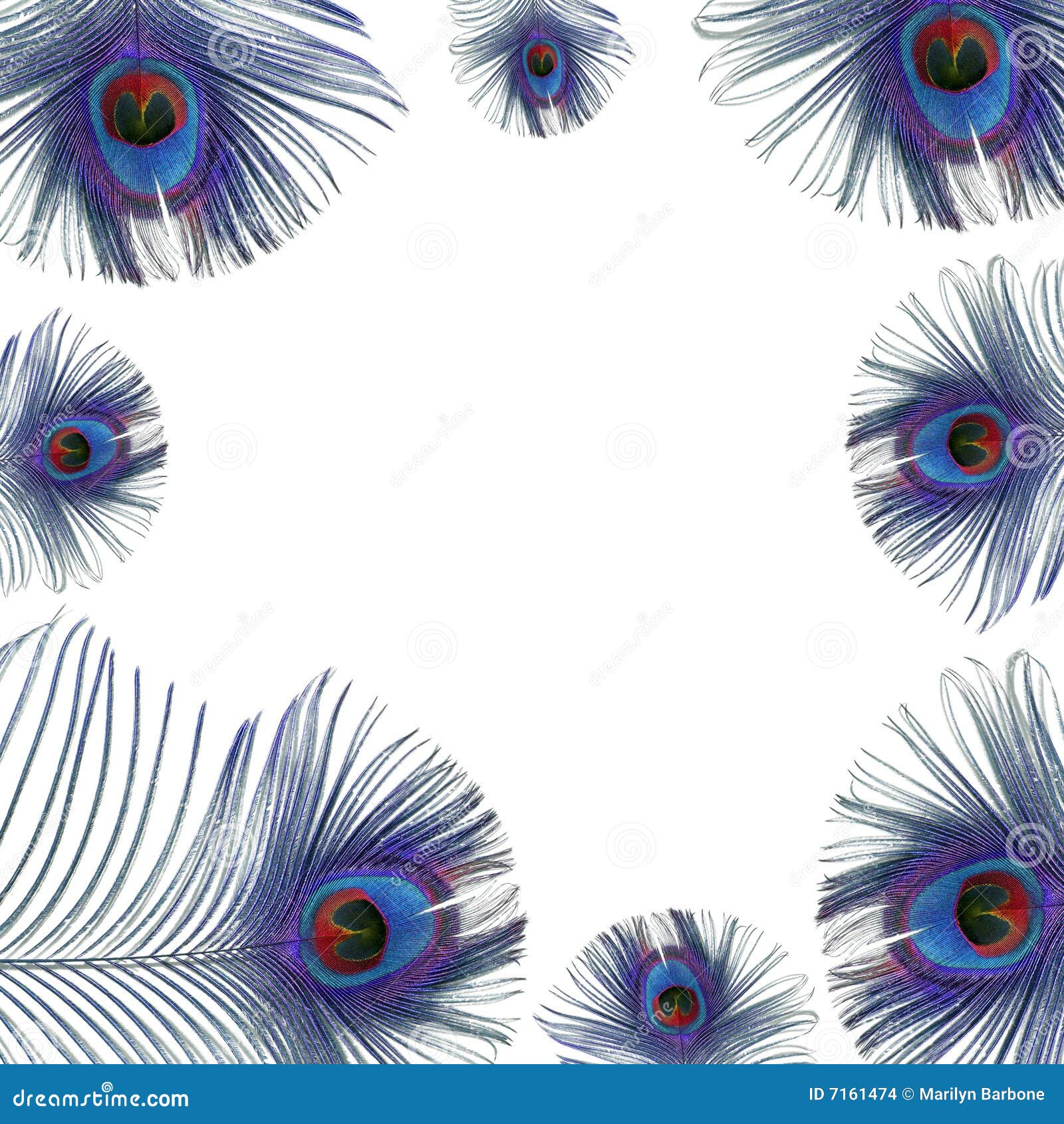 566 Blue Feathers Border White Background Stock Photos - Free & Royalty ...