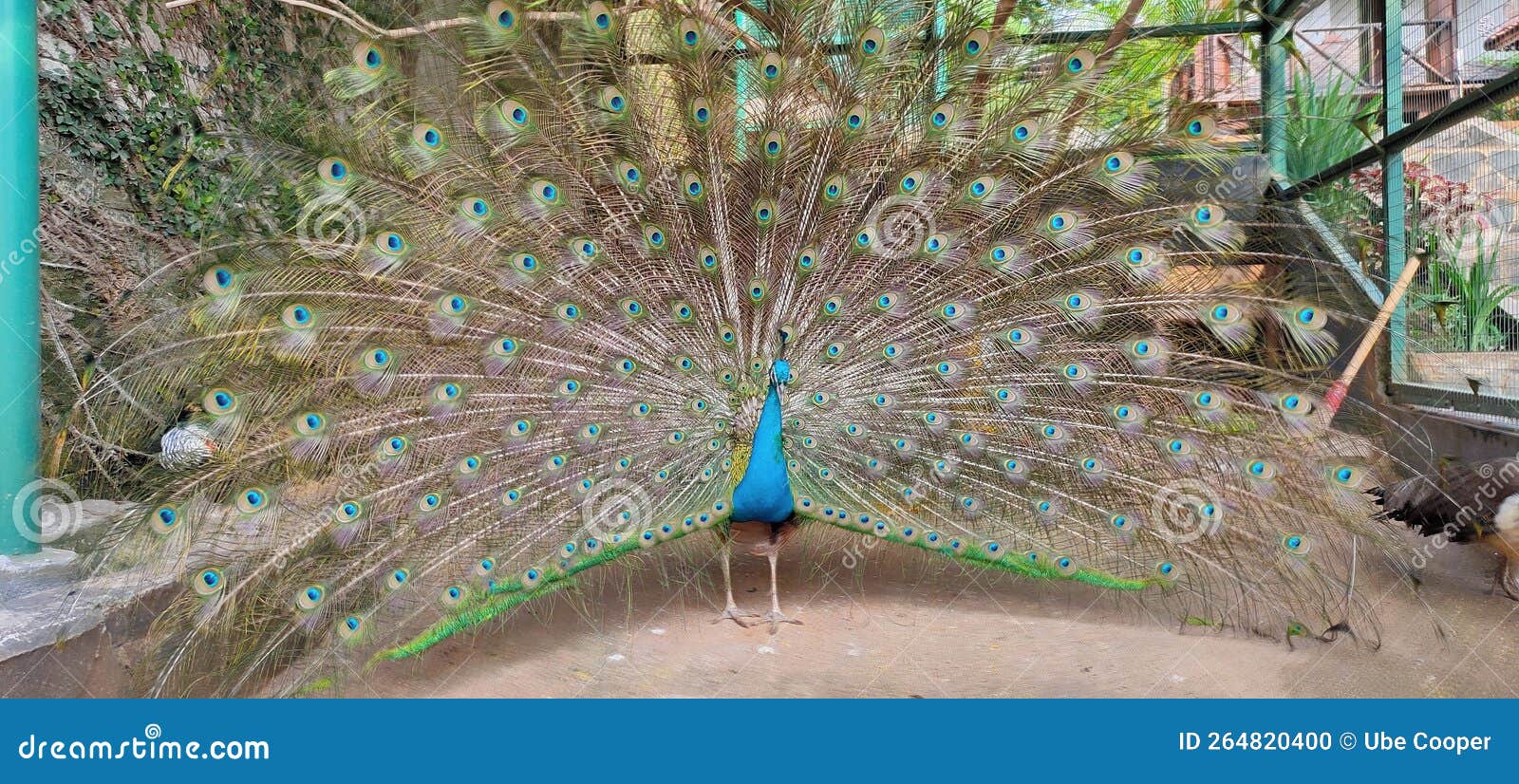 Blue peacock stock photo. Image of breeding, bloom, season - 264820400