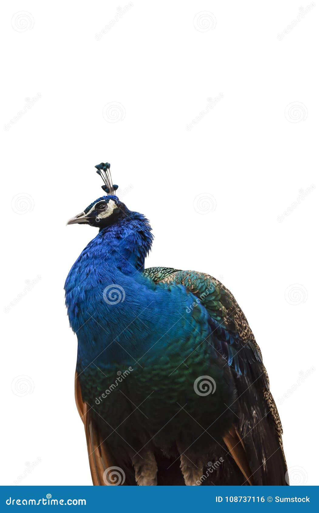 Blue Peacock Front View Isolated On White Royalty-Free Stock Image ...