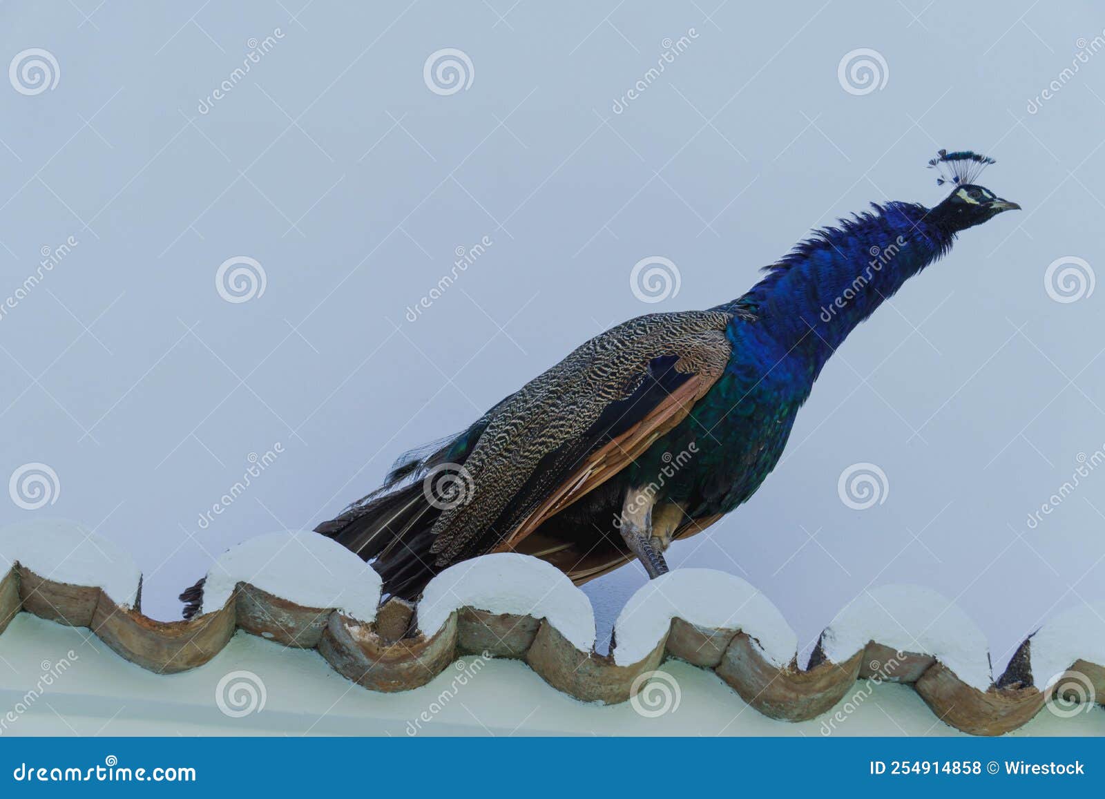 Blue Peacock Perched on a Rooftop Stock Photo - Image of majestic, bird ...