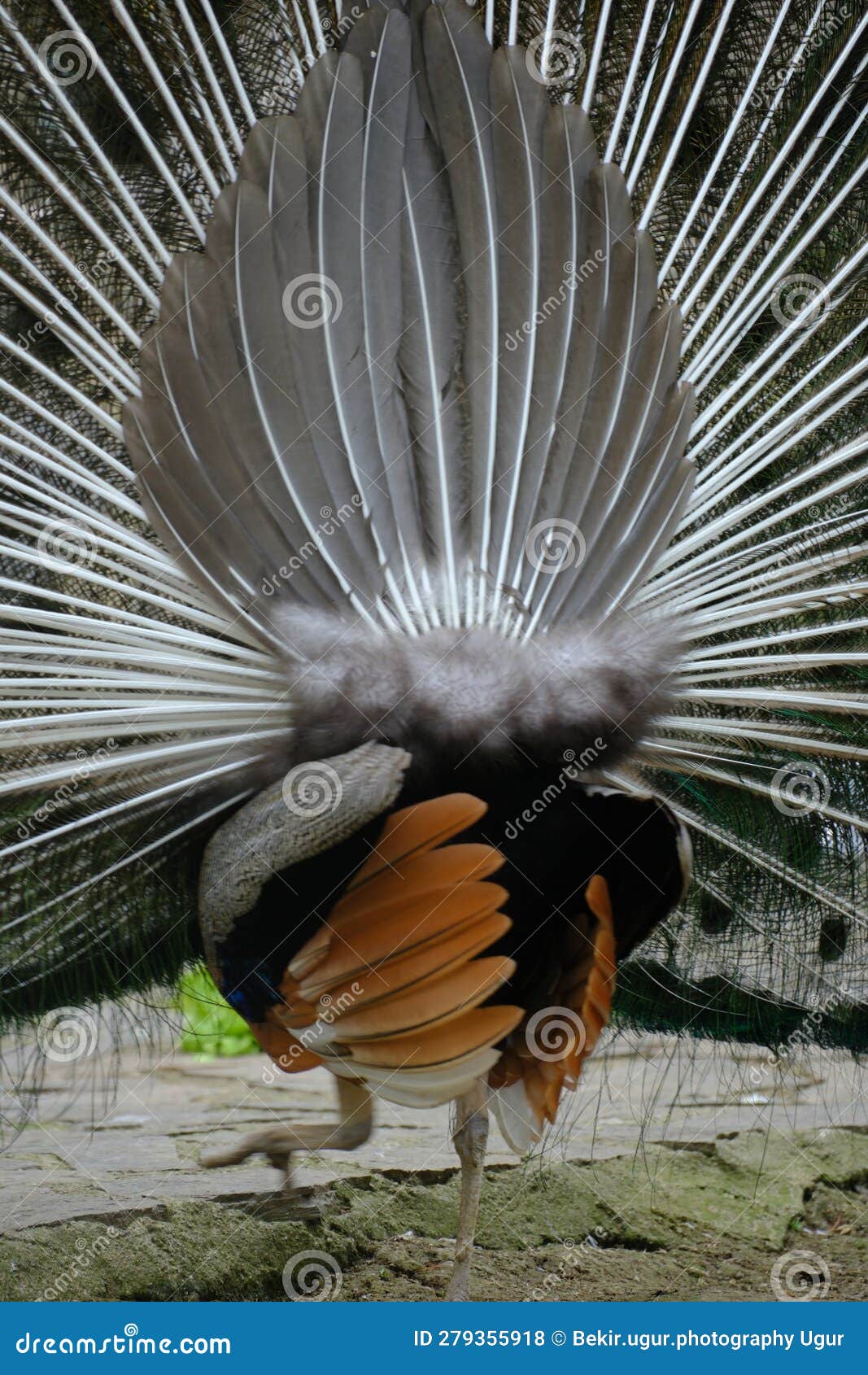 Blue Peacock Rear view stock photo. Image of wildlife - 279355918