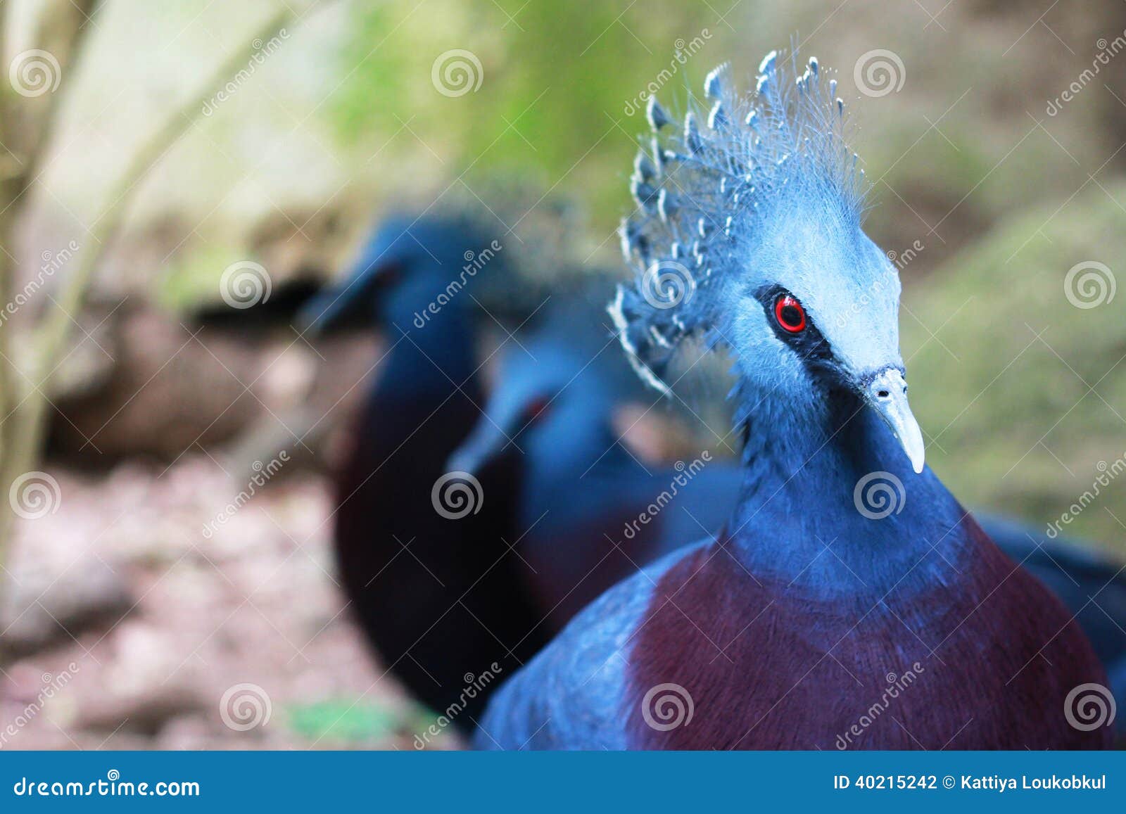 Blue Peacock, Red Eyes Closeup Stock Photo - Image of feather, wildlife ...