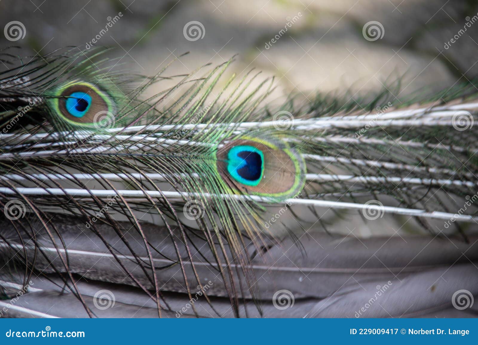 Blue peacock rooster stock image. Image of plumage, tail - 229009417