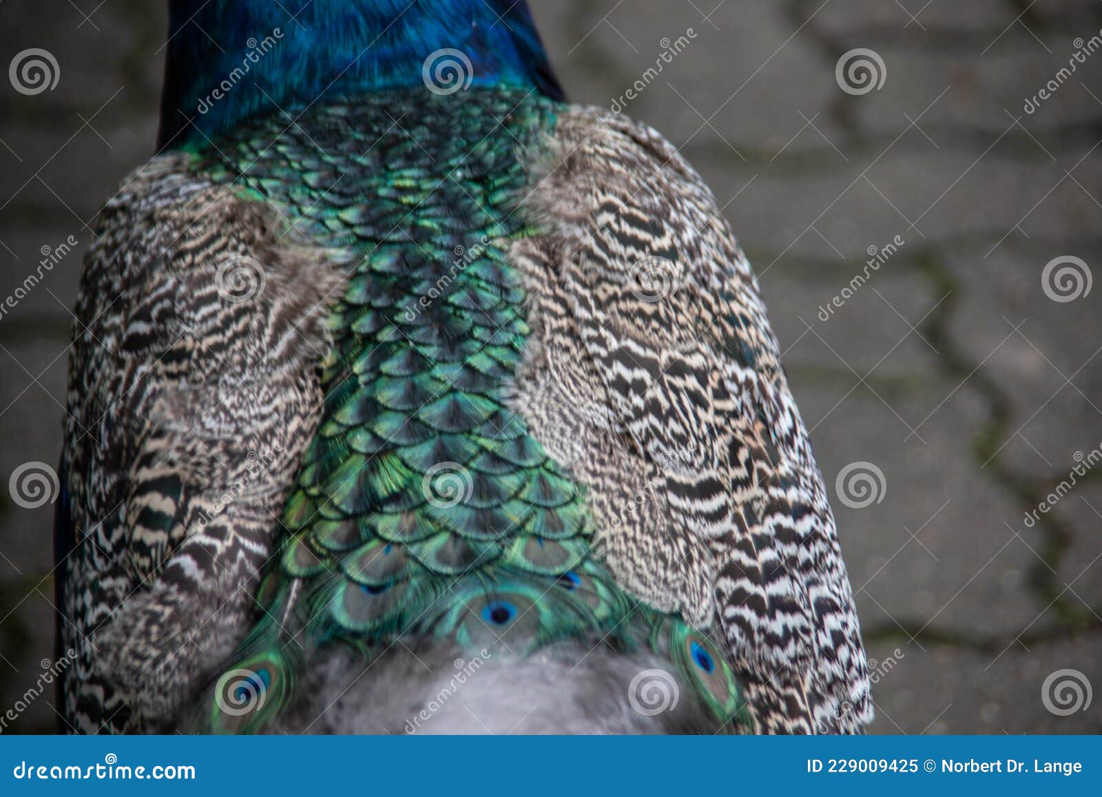 Blue peacock rooster stock image. Image of tail, birds - 229009425